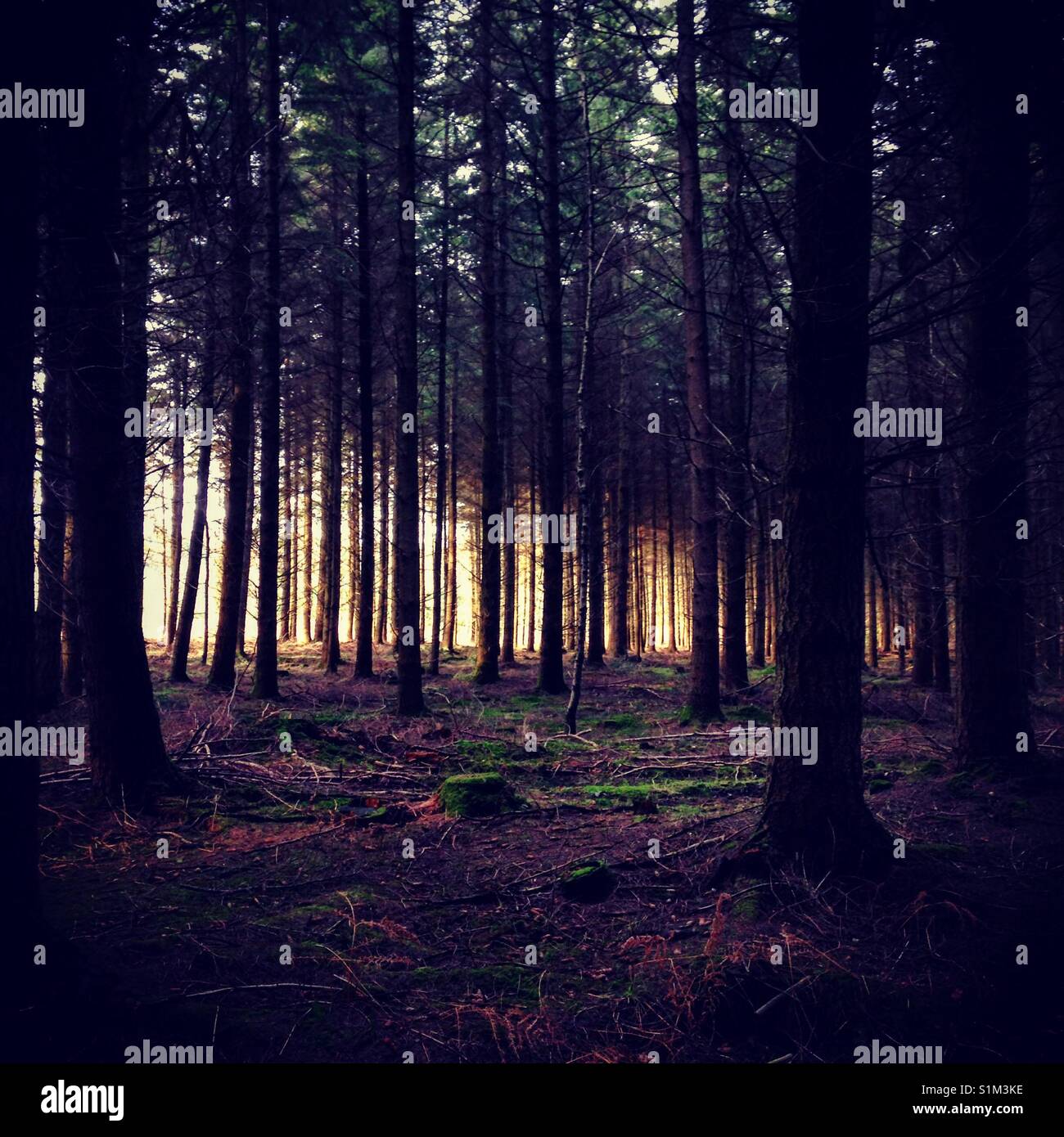 Wareham Forest High Resolution Stock Photography and Images - Alamy