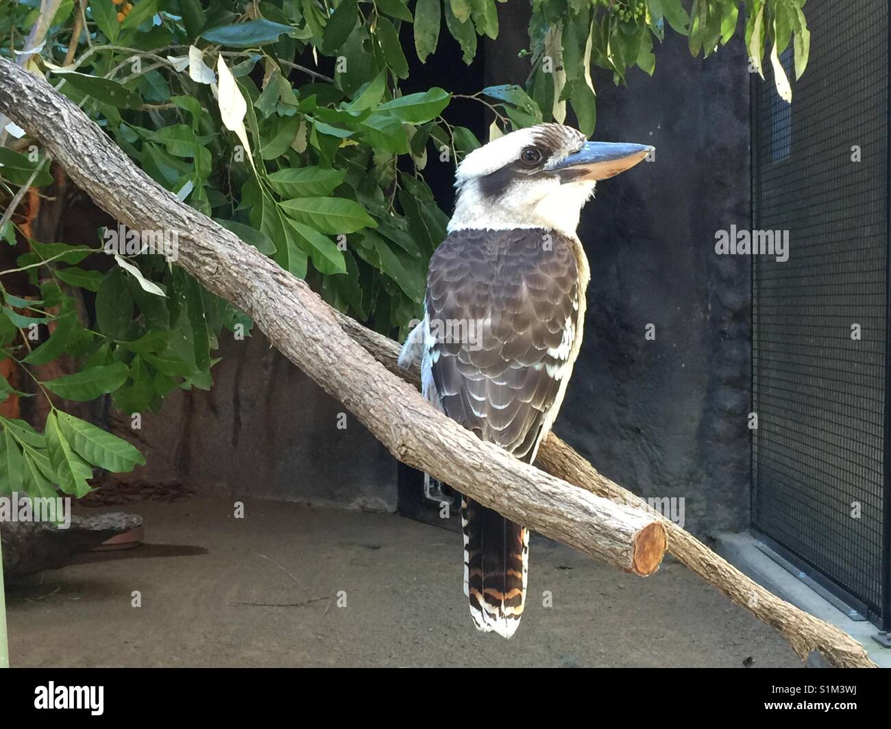 Australias most iconic birds hi-res stock photography and images - Alamy