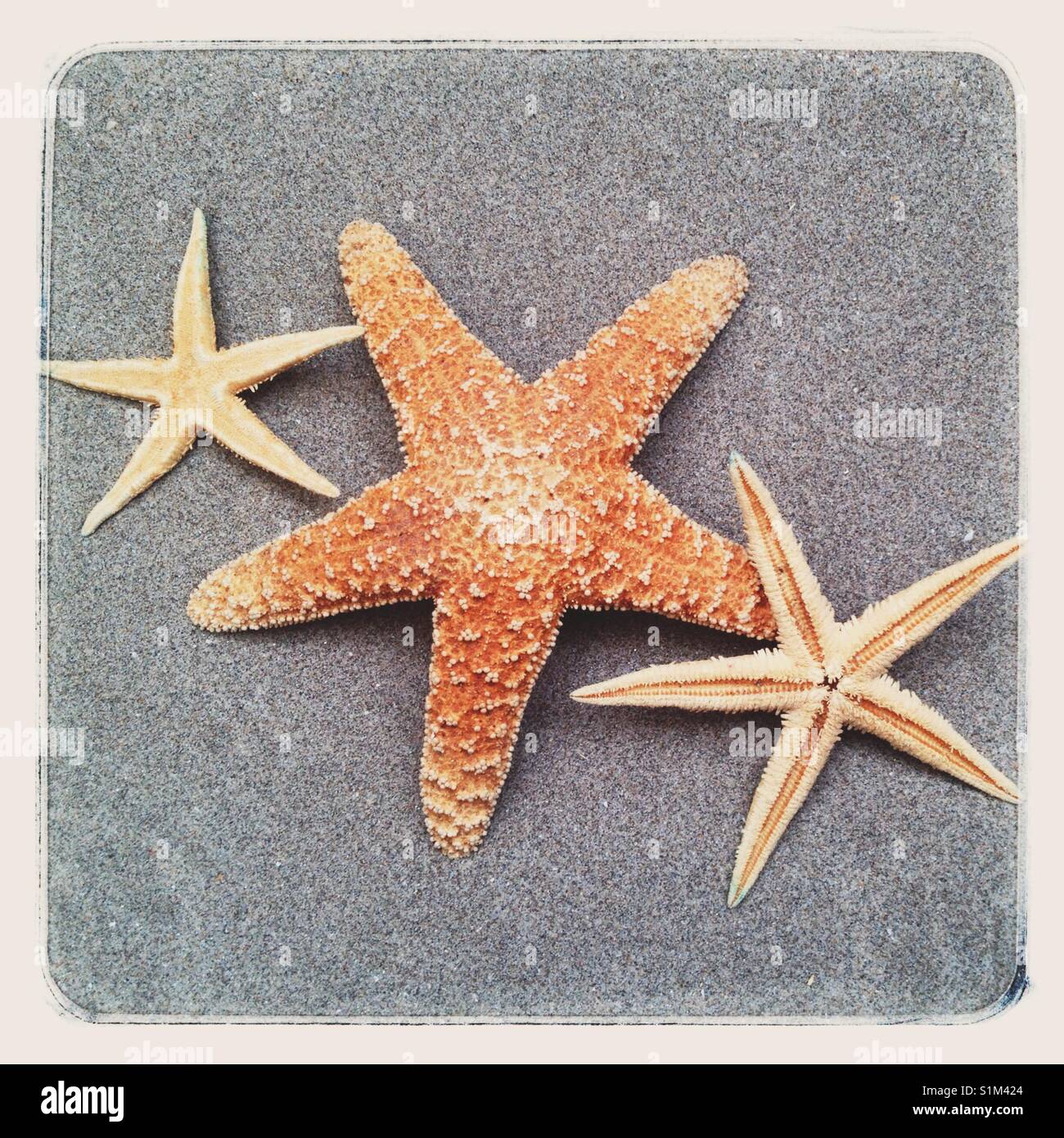 Starfish closeup hi-res stock photography and images - Alamy