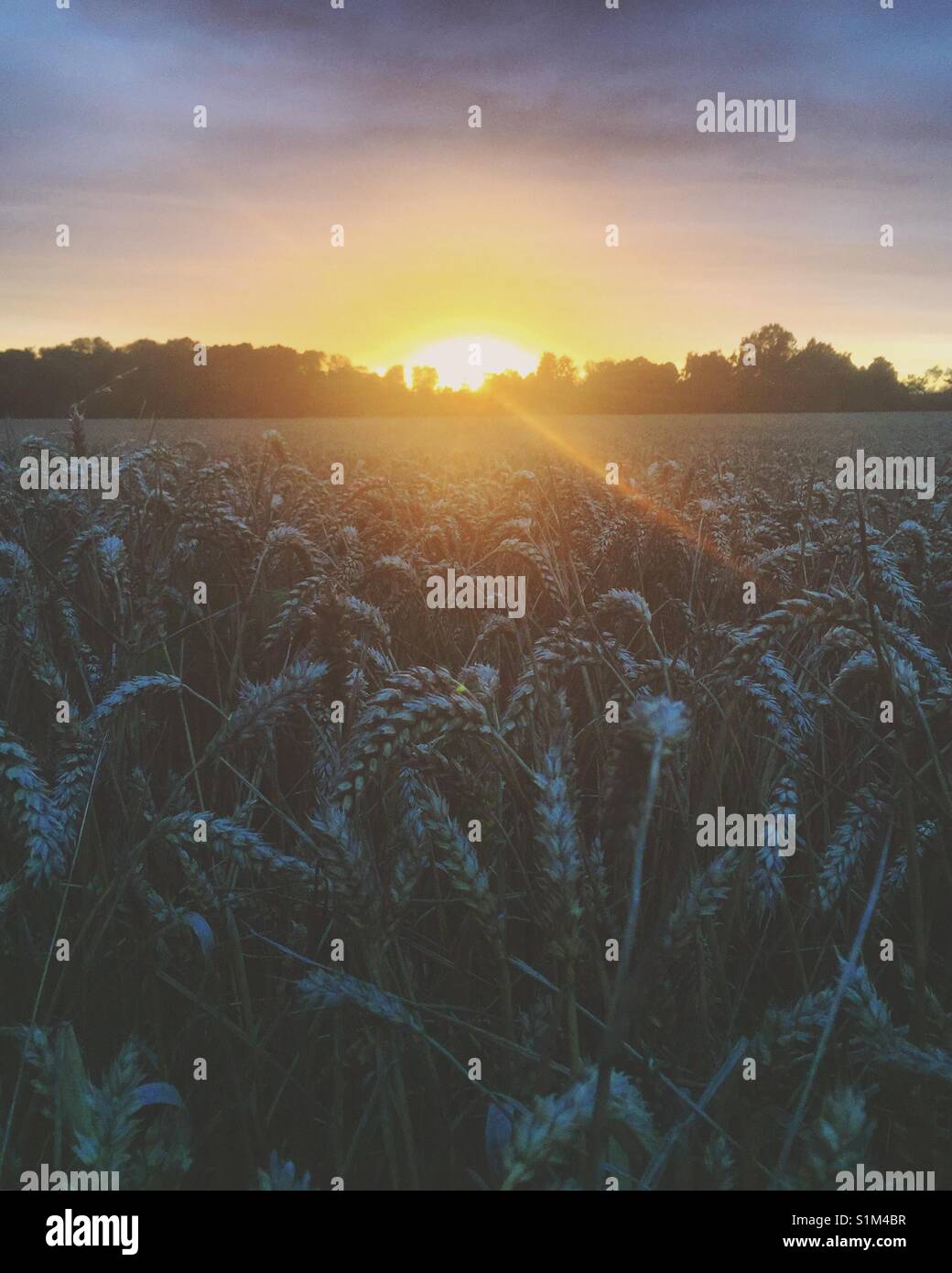 Golden hour sunset hi-res stock photography and images - Alamy