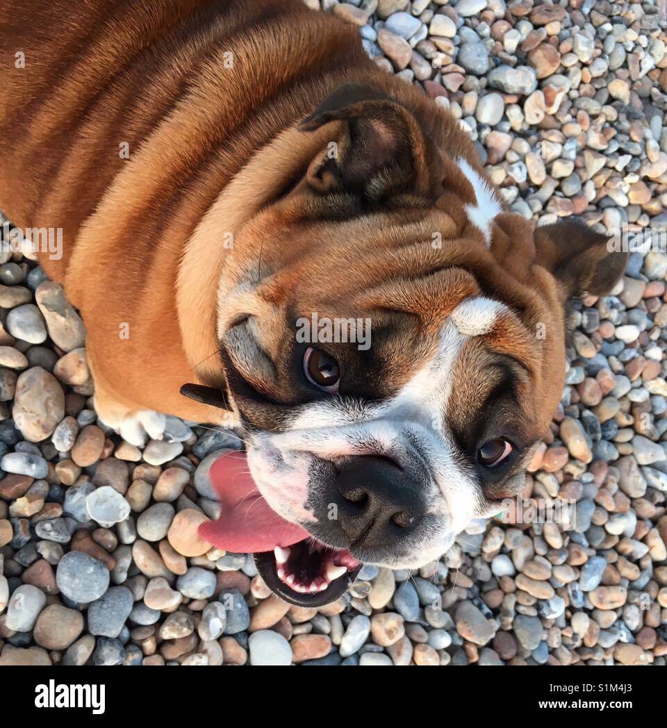 Boxer dog out for a walk along the beach Stock Photo - Alamy