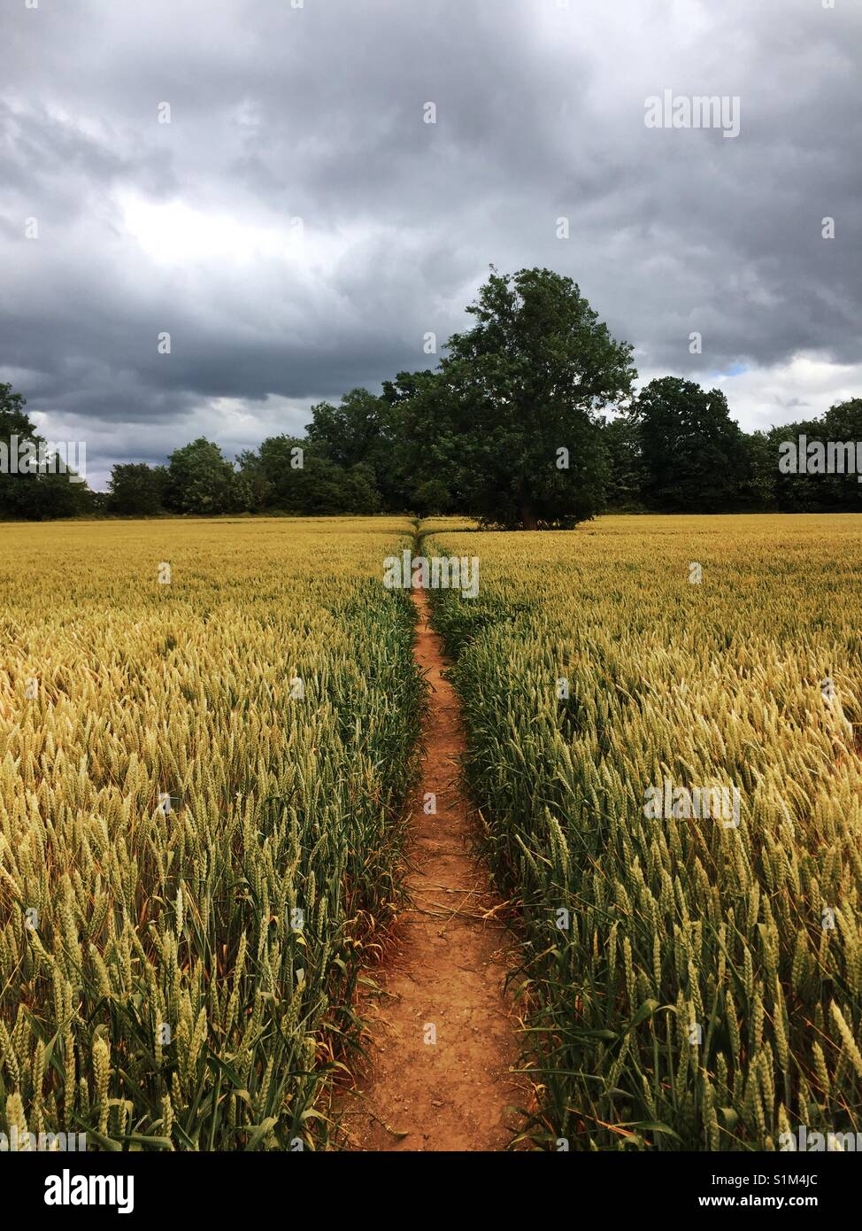 Tree lines path hi-res stock photography and images - Alamy