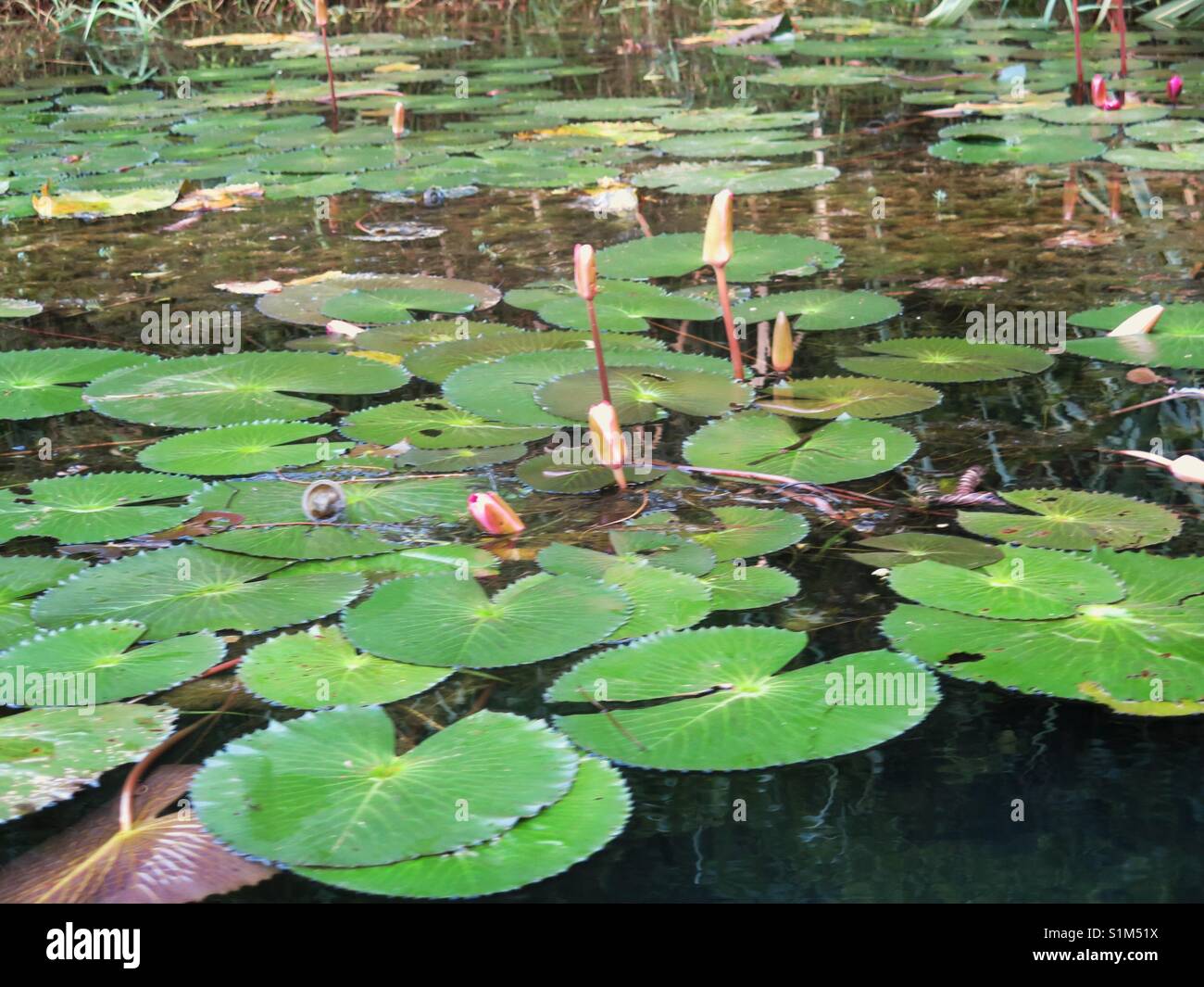 Lillipad hi-res stock photography and images - Alamy