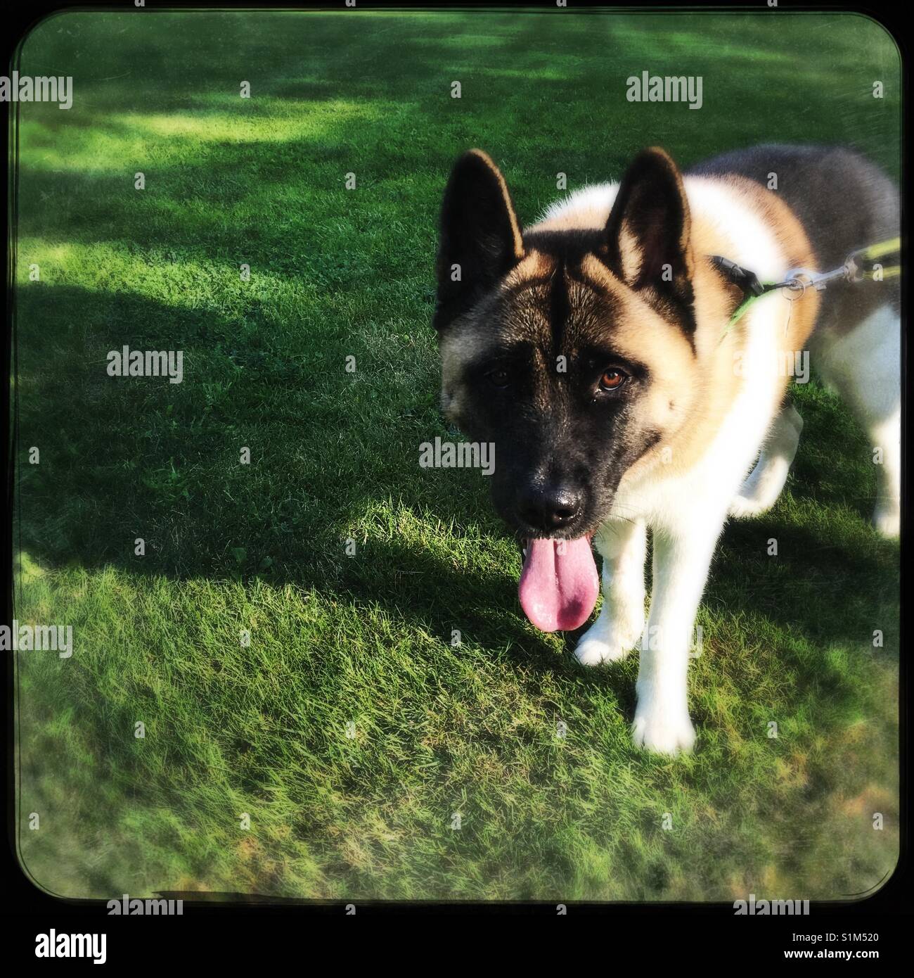 Wolfish hi-res stock photography and images - Alamy