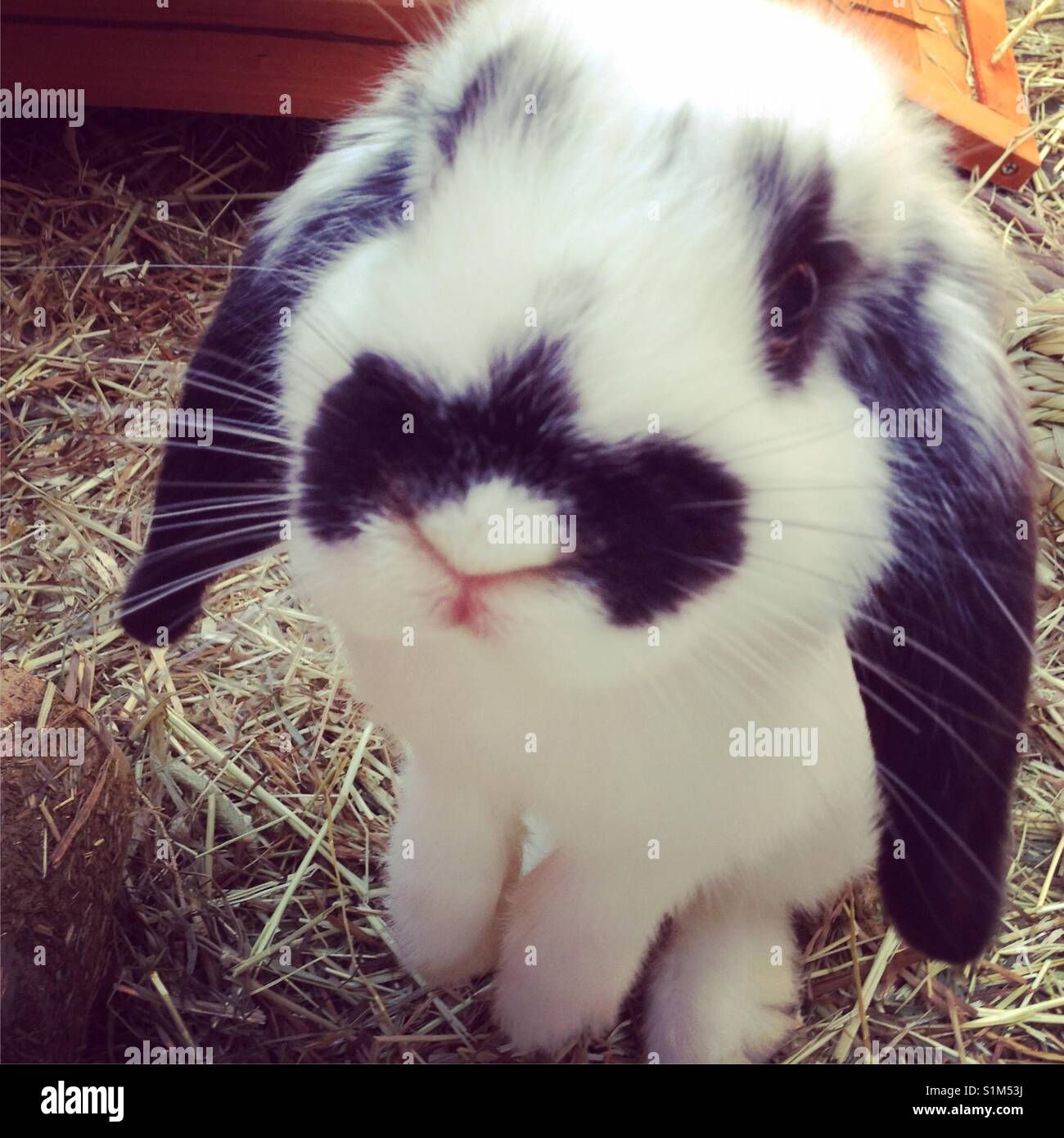 Cute bunny rabbit hi-res stock photography and images - Alamy