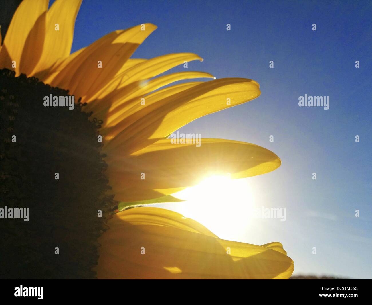 Sunflower with sun hi-res stock photography and images - Alamy