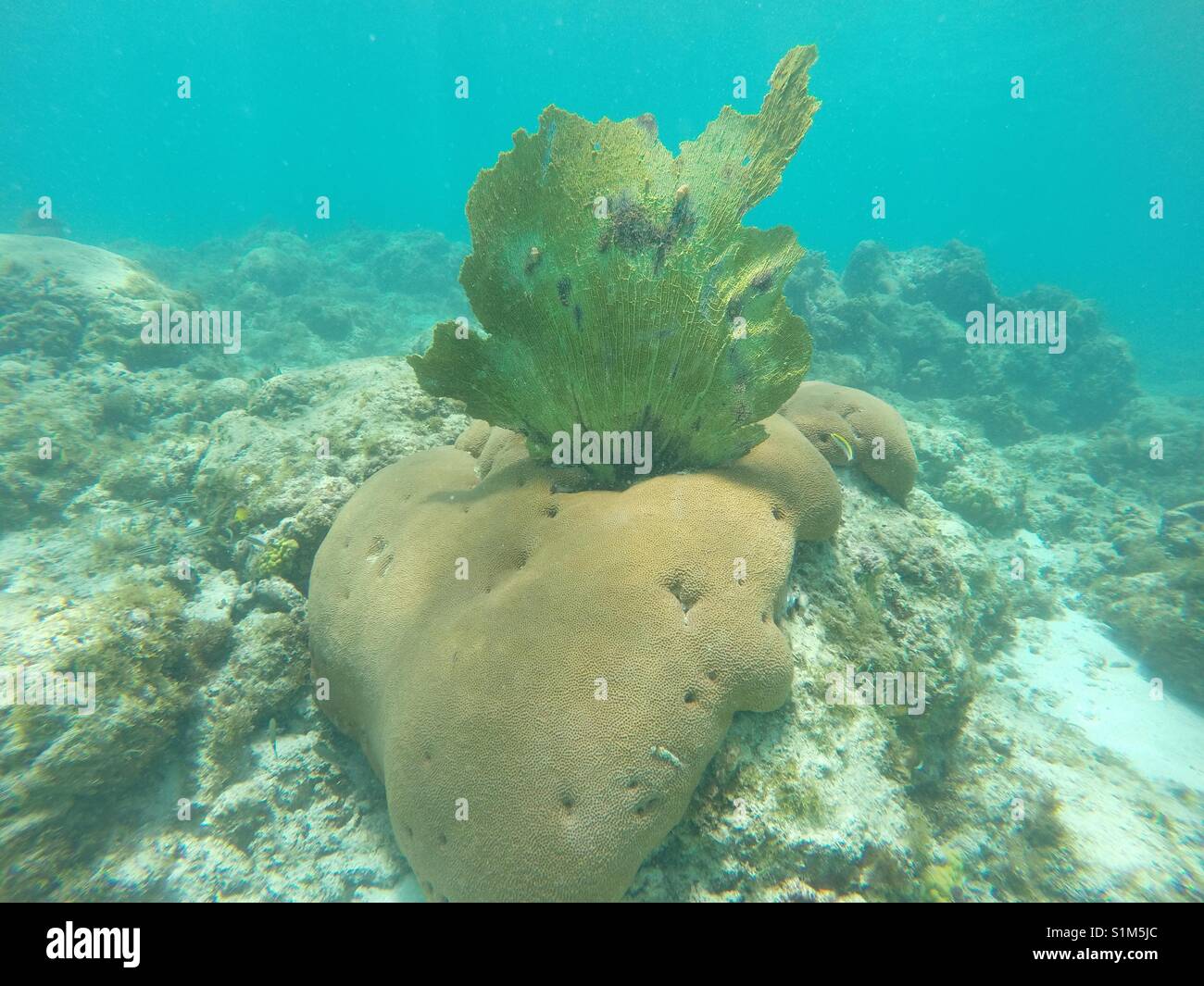 Mustique caribbean hi-res stock photography and images - Alamy