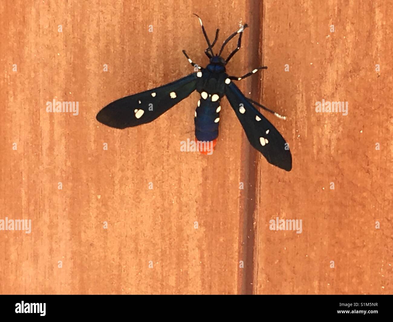 Bug dot hi-res stock photography and images - Alamy