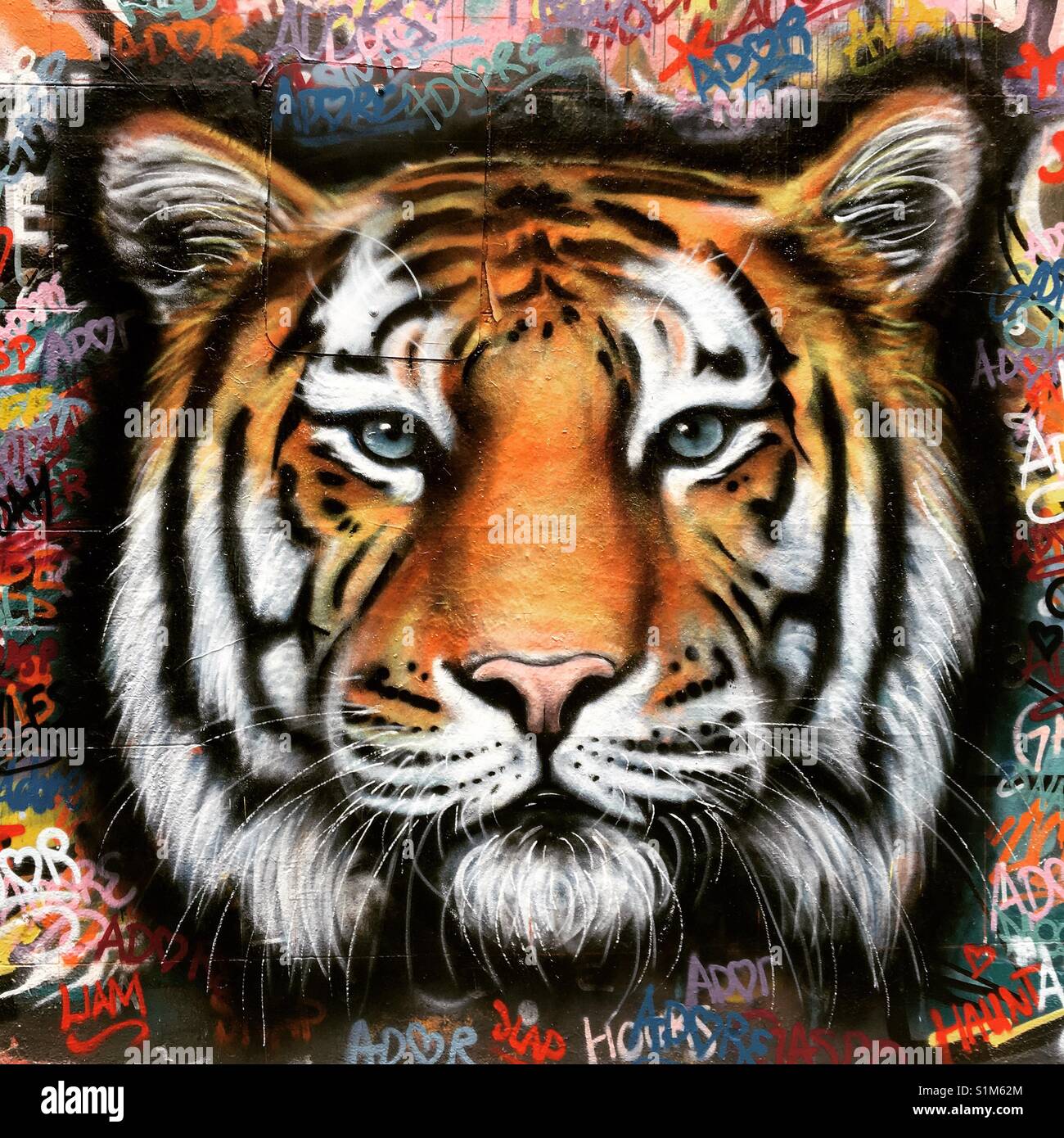 Street art of a tiger Stock Photo - Alamy