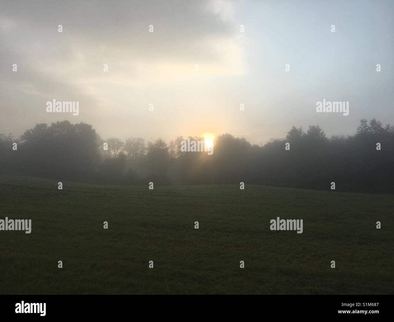 Summer dawn trees hi-res stock photography and images - Alamy