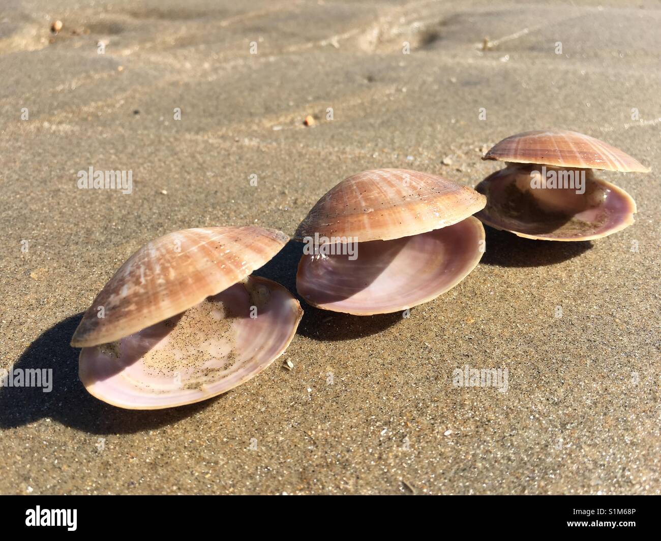 Clam shells at low tide Stock Photo - Alamy