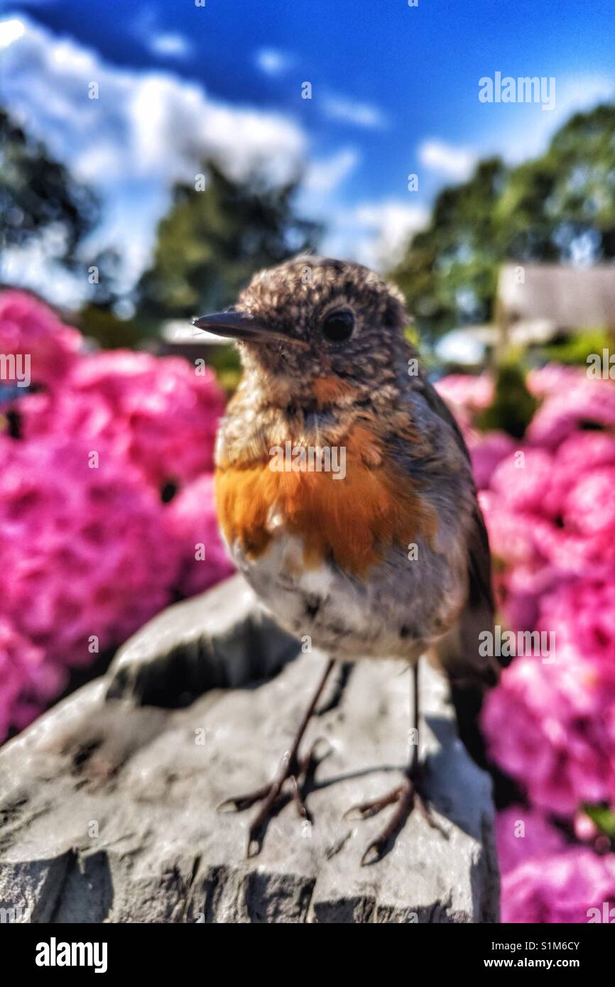 Blue redbreast hi-res stock photography and images - Alamy
