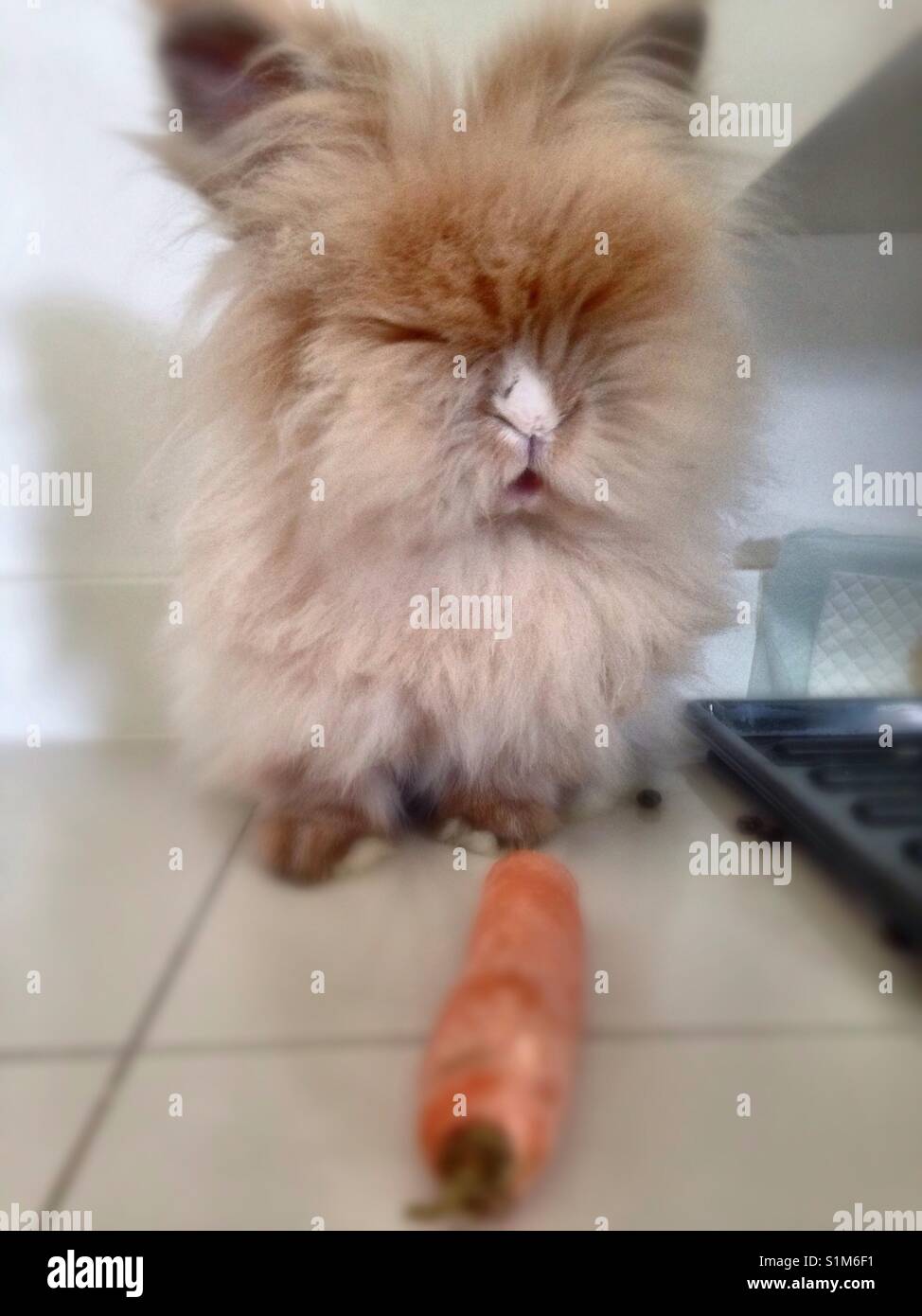 Eat rabbit hi-res stock photography and images - Alamy