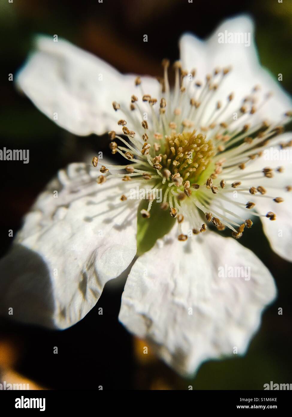 Vibrance hi-res stock photography and images - Alamy