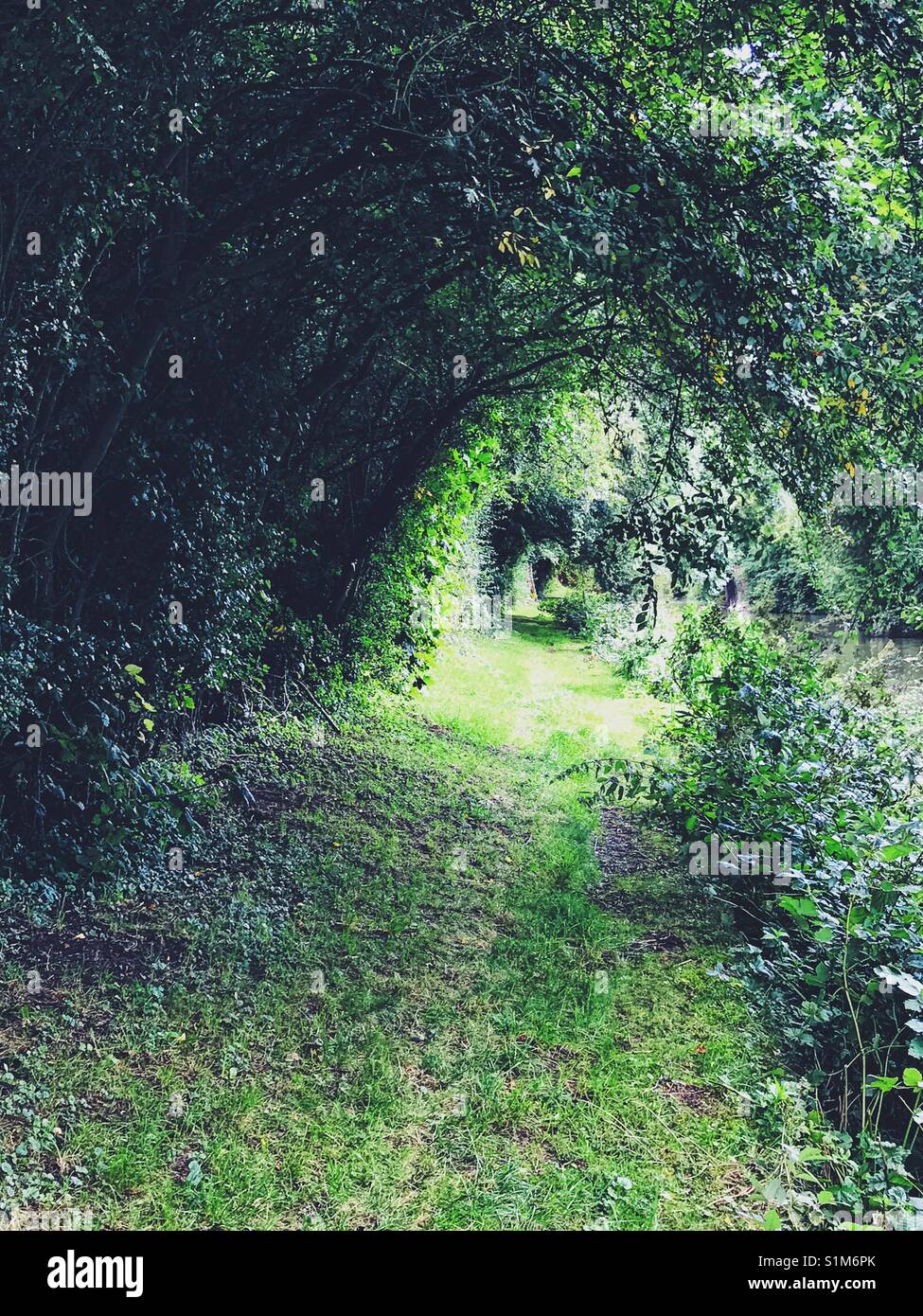 Walk by the canal through and archway of trees Stock Photo - Alamy