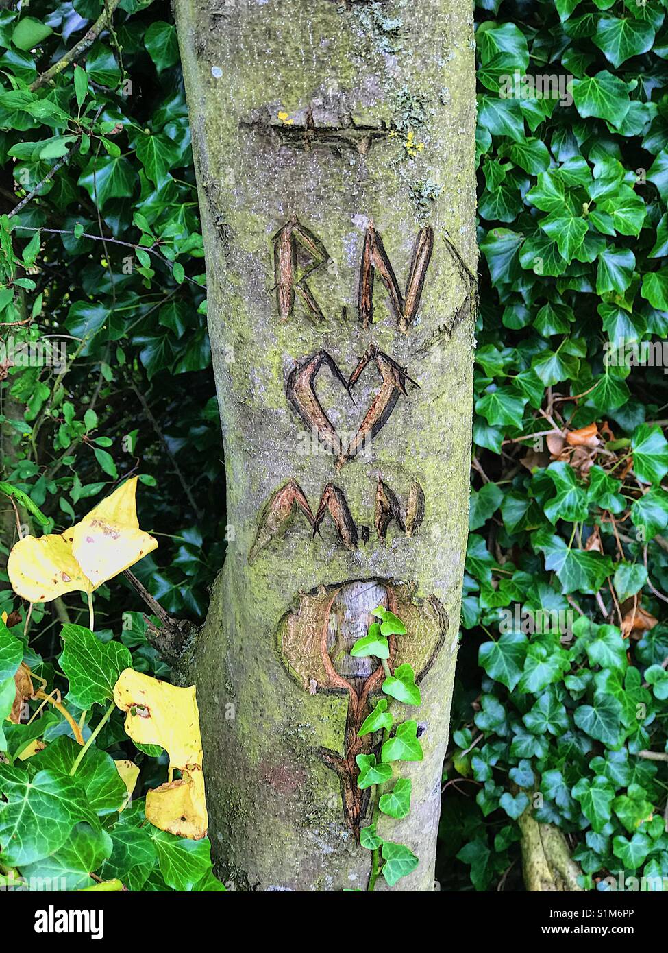Love immortalised in a tree Stock Photo - Alamy