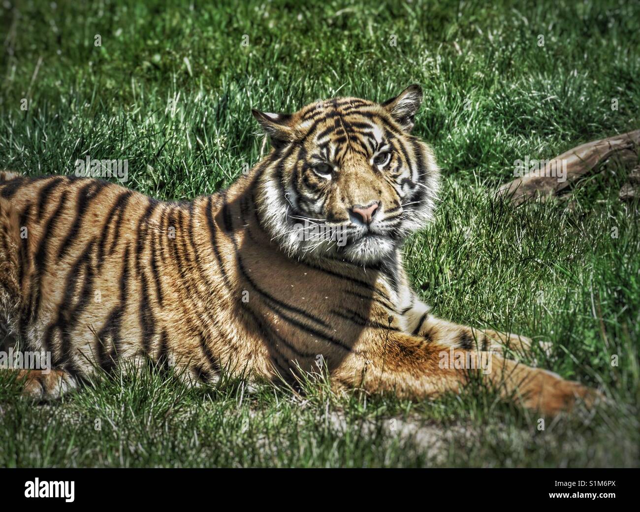 How the tiger got its stripes hi-res stock photography and images - Alamy