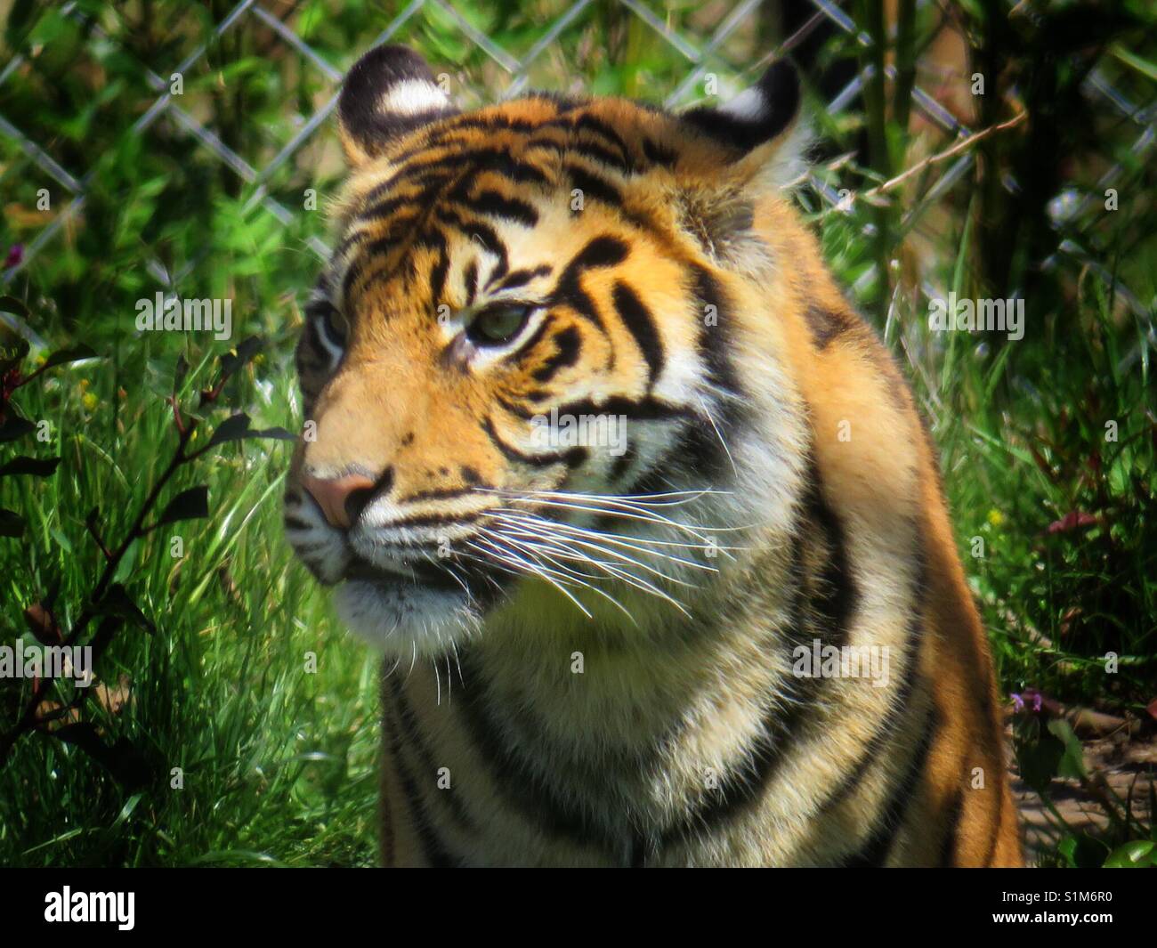 How the tiger got its stripes hi-res stock photography and images - Alamy