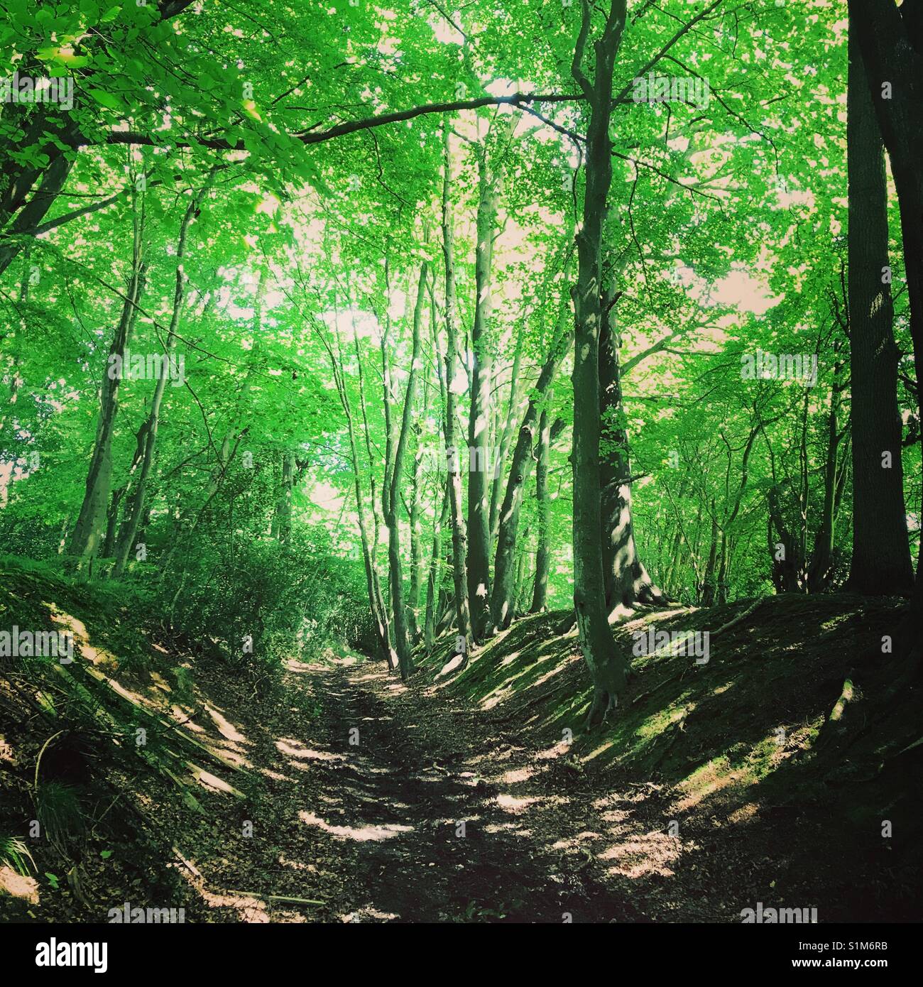 Dappled Shade Stock Photos & Dappled Shade Stock Images - Alamy