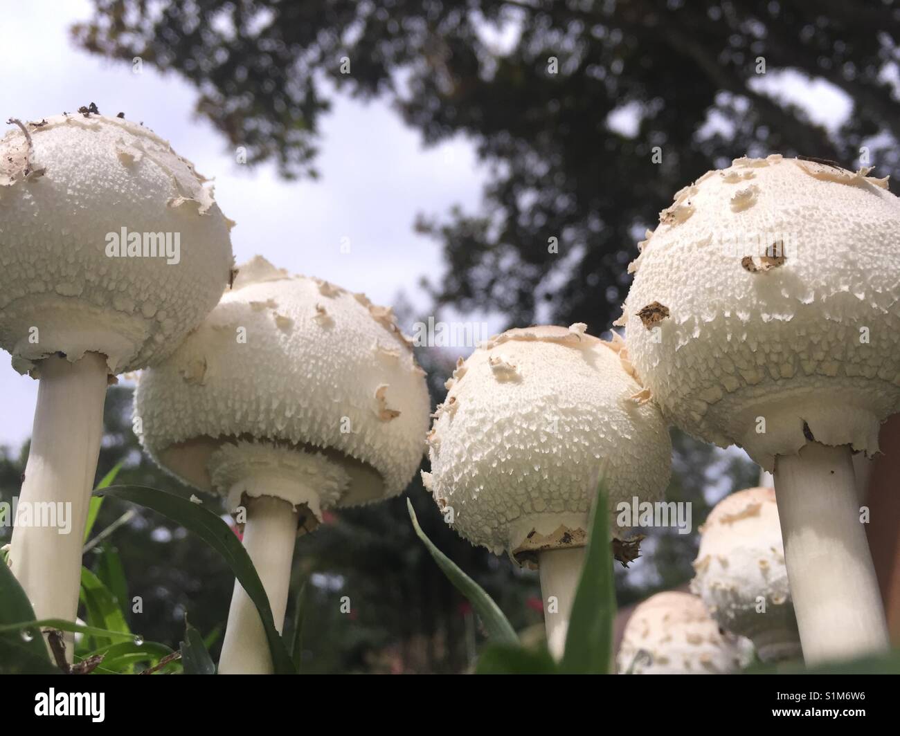 Four fungi hi-res stock photography and images - Alamy