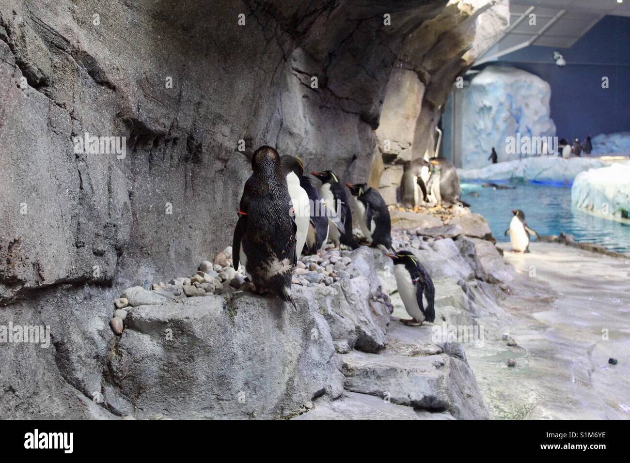 Penguins are awesome hi-res stock photography and images - Alamy