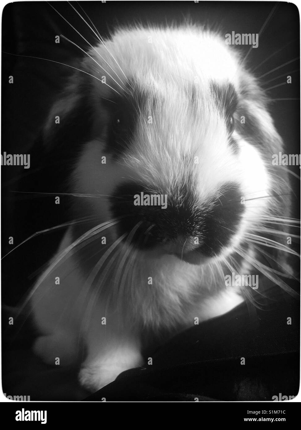 Rabbit whiskers hi-res stock photography and images - Alamy