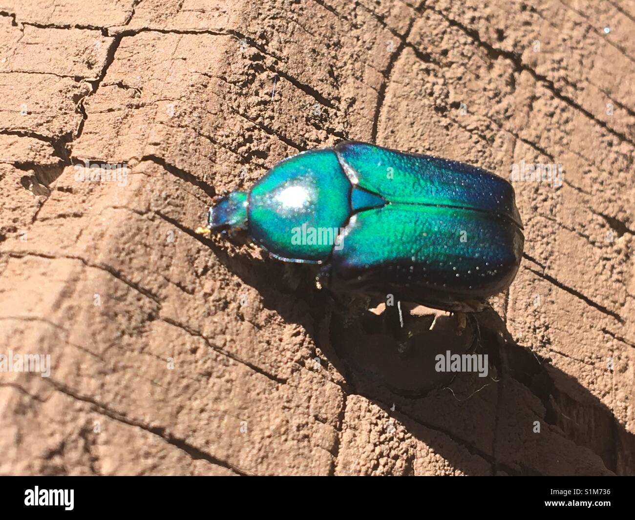 Blue scarab beetle hi-res stock photography and images - Alamy