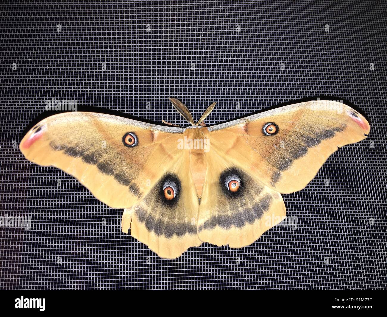 Polyphemus Moths High Resolution Stock Photography and Images - Alamy