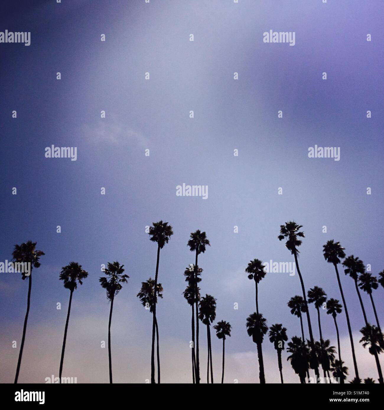 Row of palm trees hi-res stock photography and images - Alamy