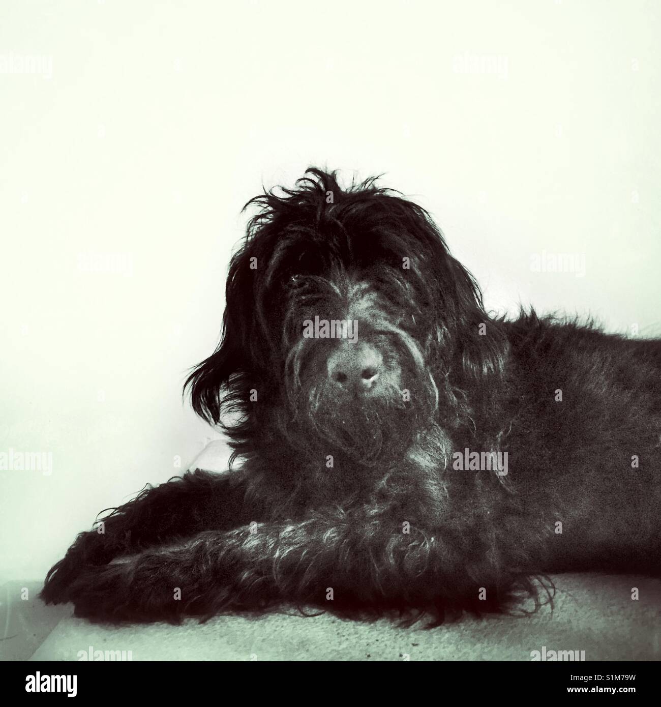 Rasta dog hi-res stock photography and images - Alamy