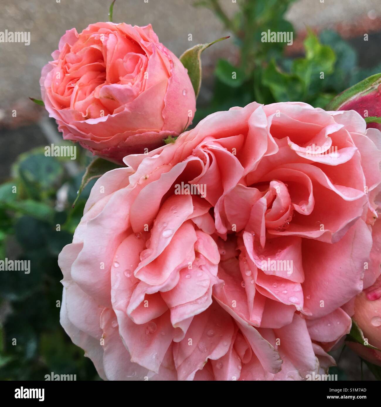 Raindrops roses hi-res stock photography and images - Alamy