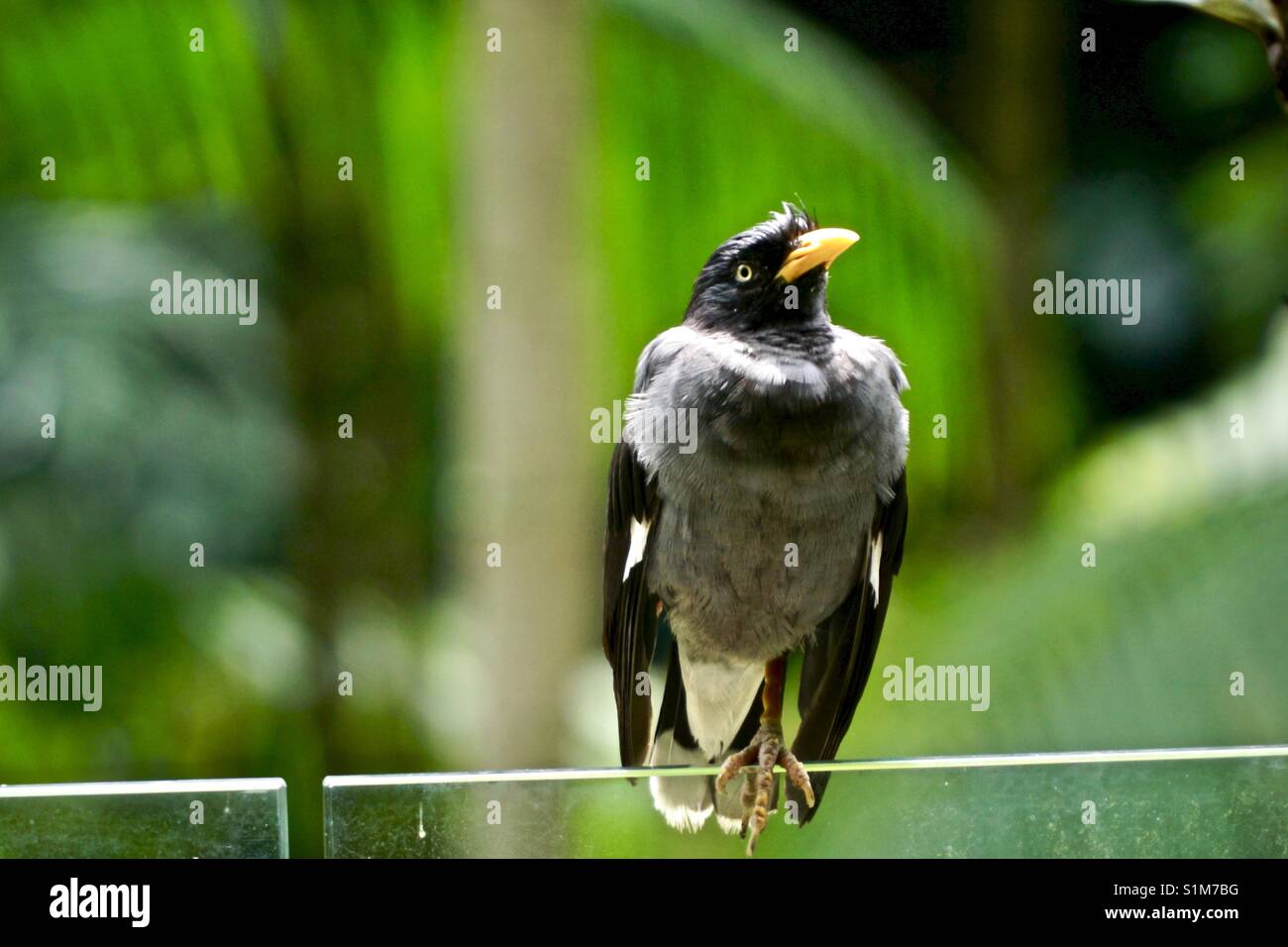 Javan hi-res stock photography and images - Alamy