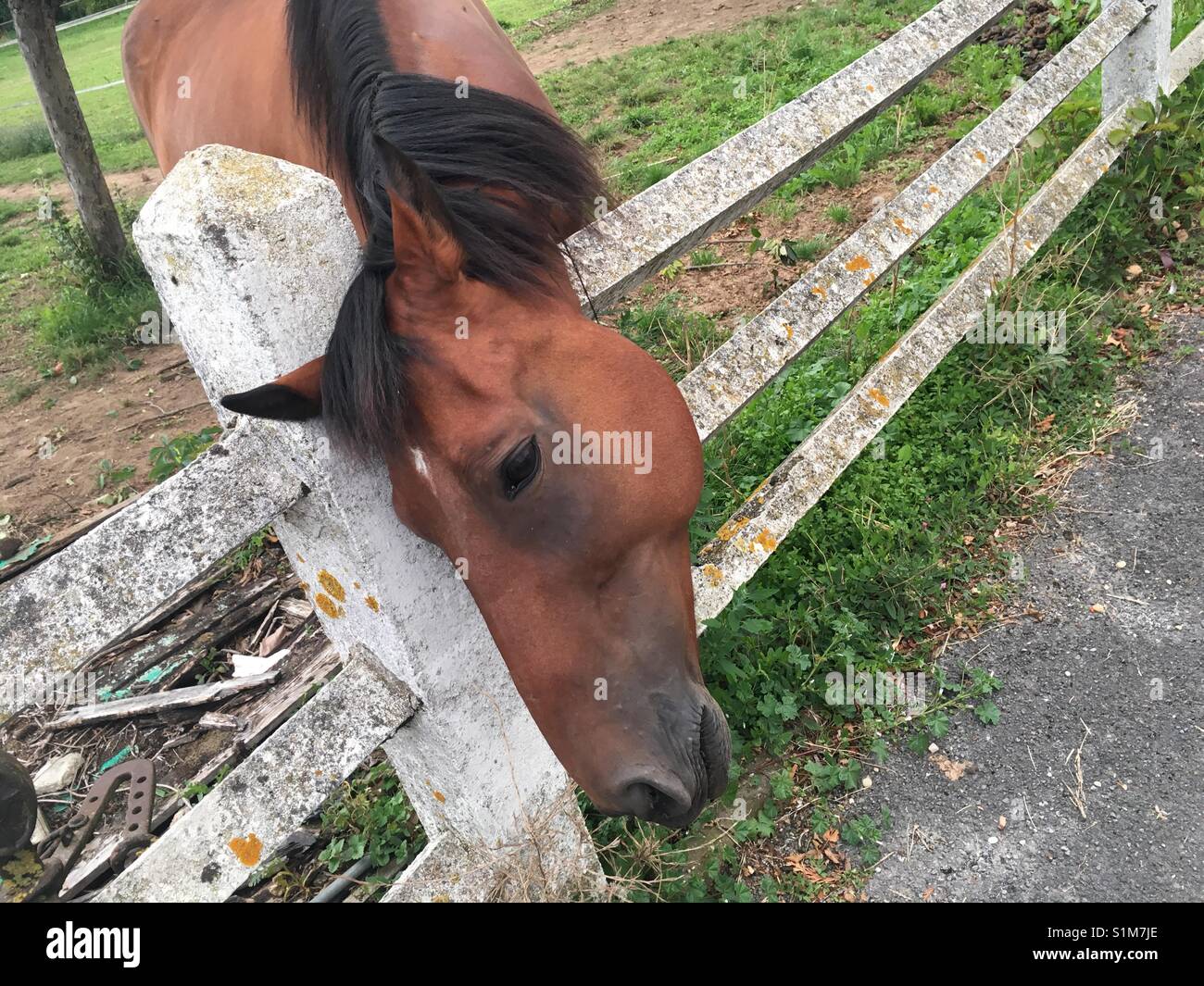 Tamed horse hi-res stock photography and images - Alamy