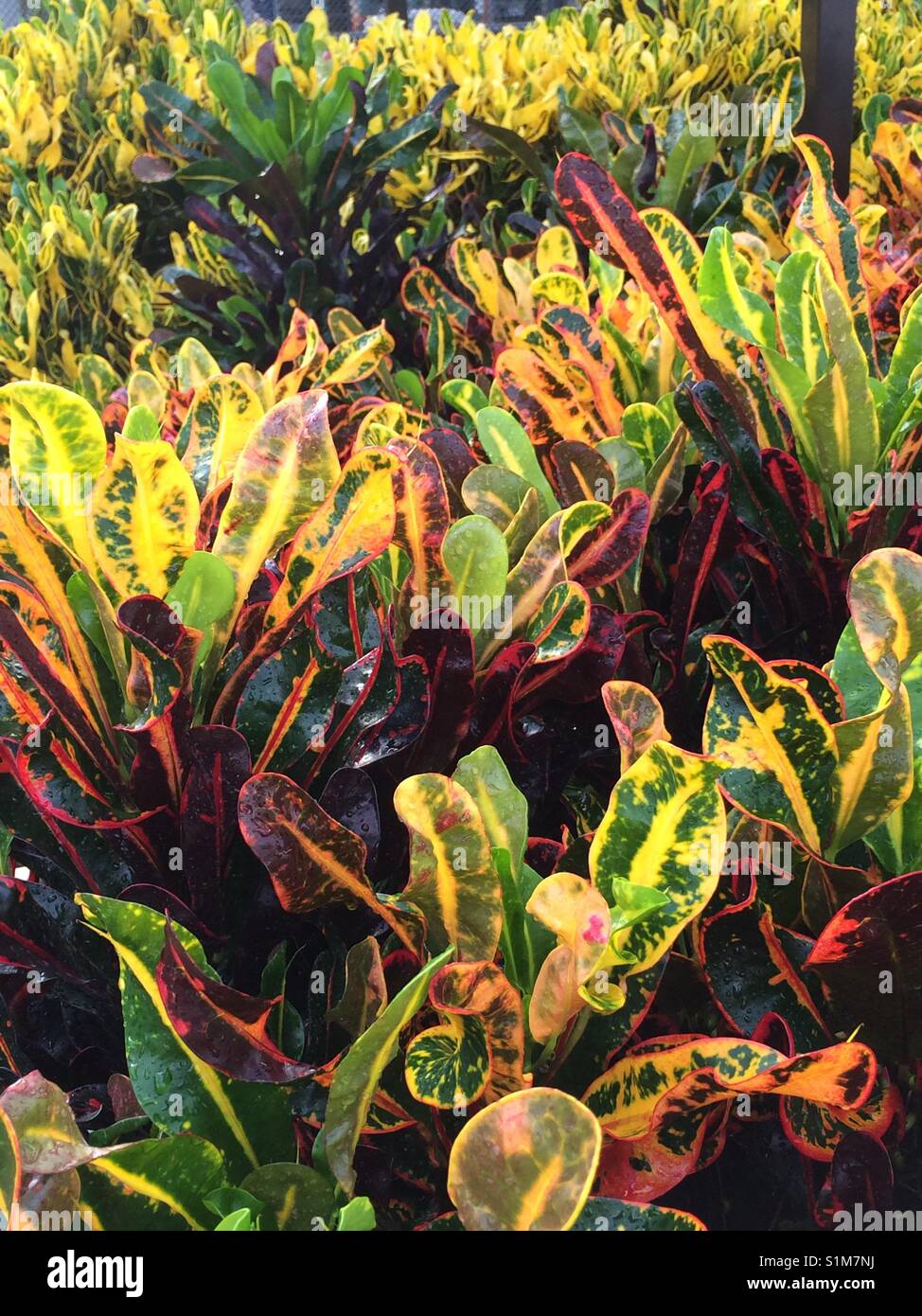 Crotons hi-res stock photography and images - Alamy