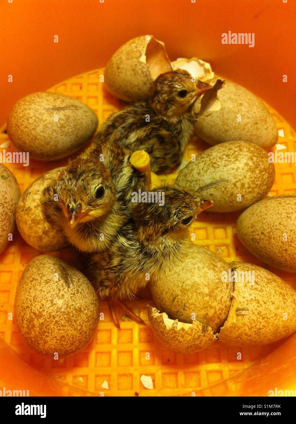 Red legged partridge chicks hi-res stock photography and images - Alamy