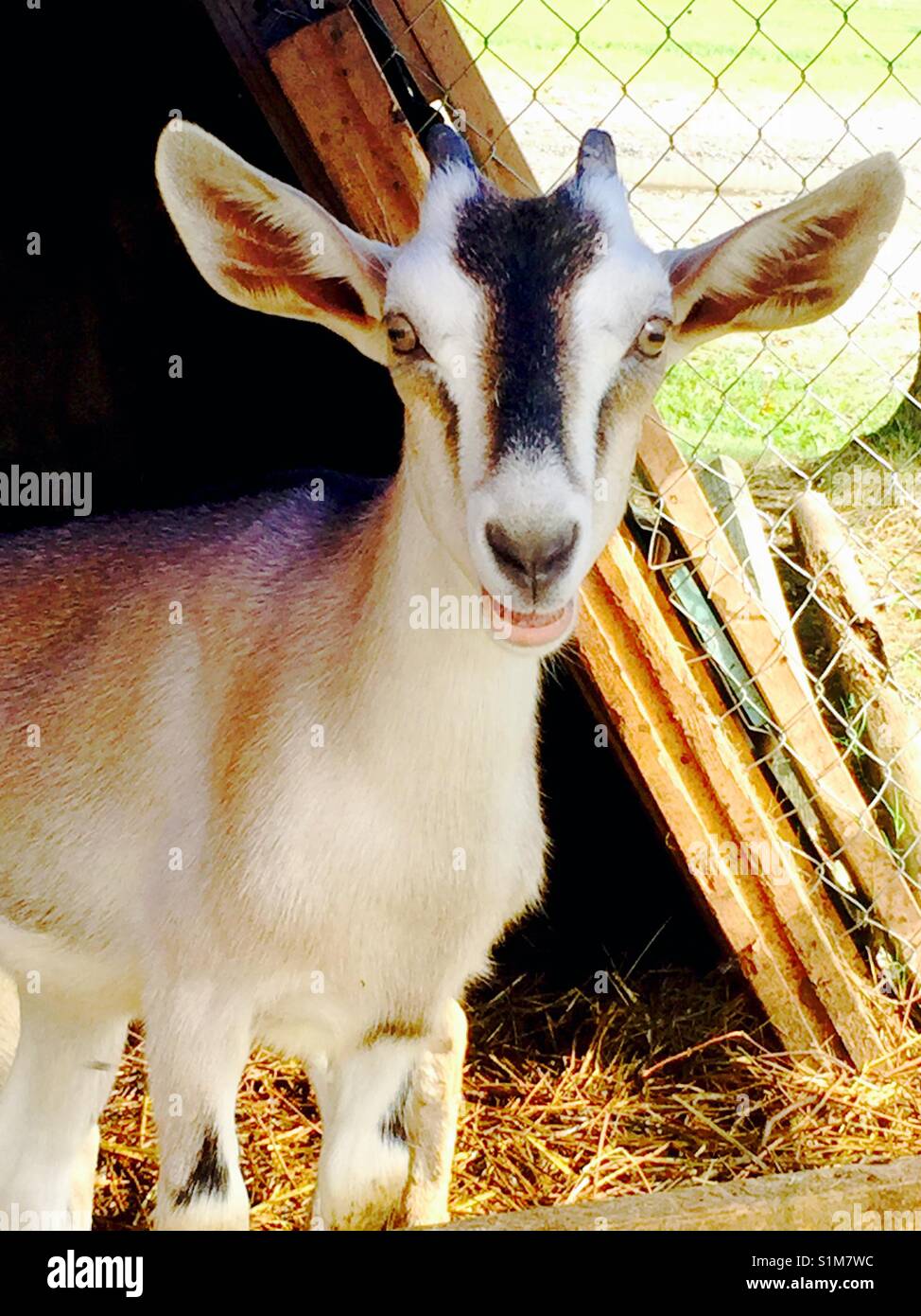 Goat Ears Stock Photos & Goat Ears Stock Images - Alamy