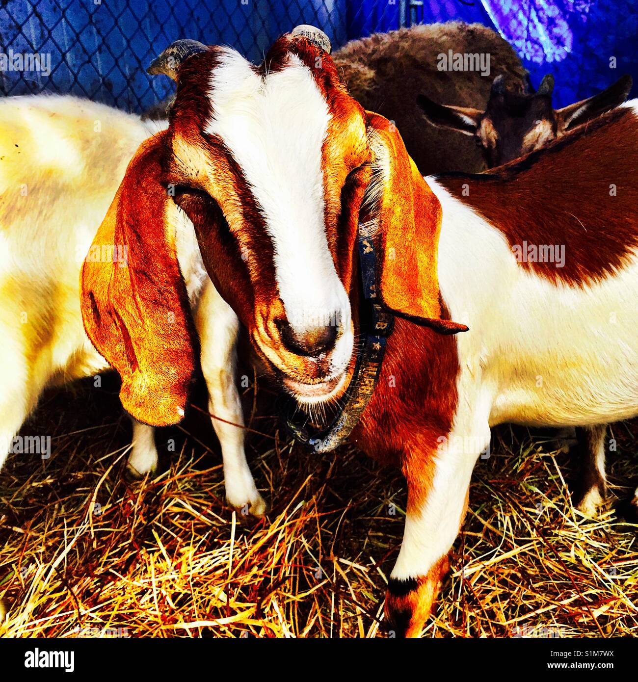 Happy Goat Blinking Stock Photo - Alamy