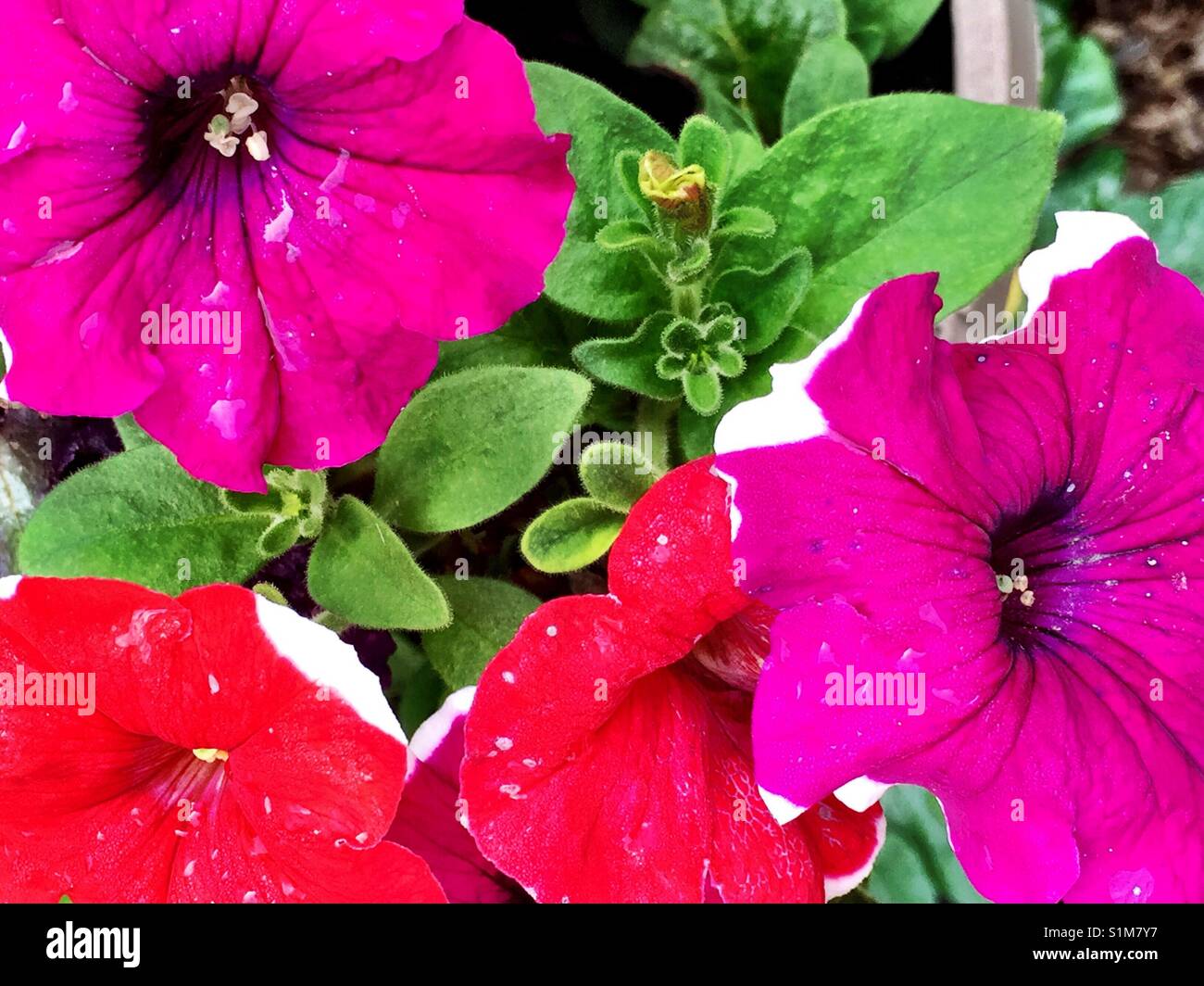 Colorful petunias hi-res stock photography and images - Alamy