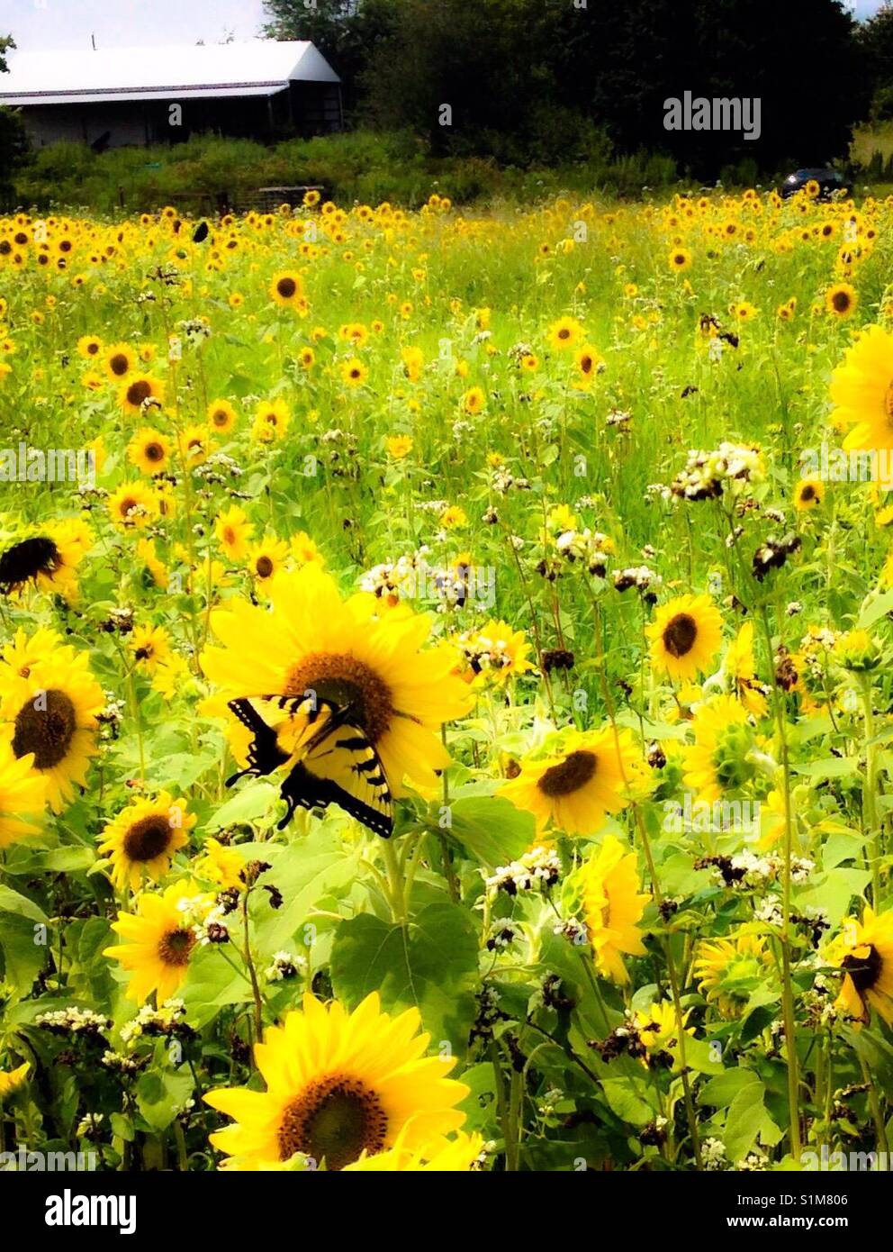 Joy cheer hi-res stock photography and images - Alamy