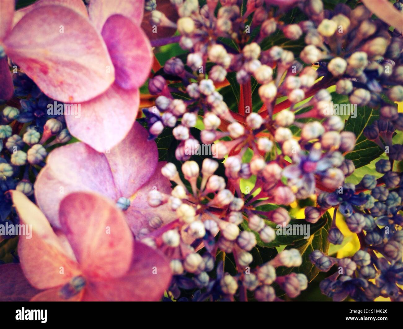 Bright hydrangeas hi-res stock photography and images - Alamy