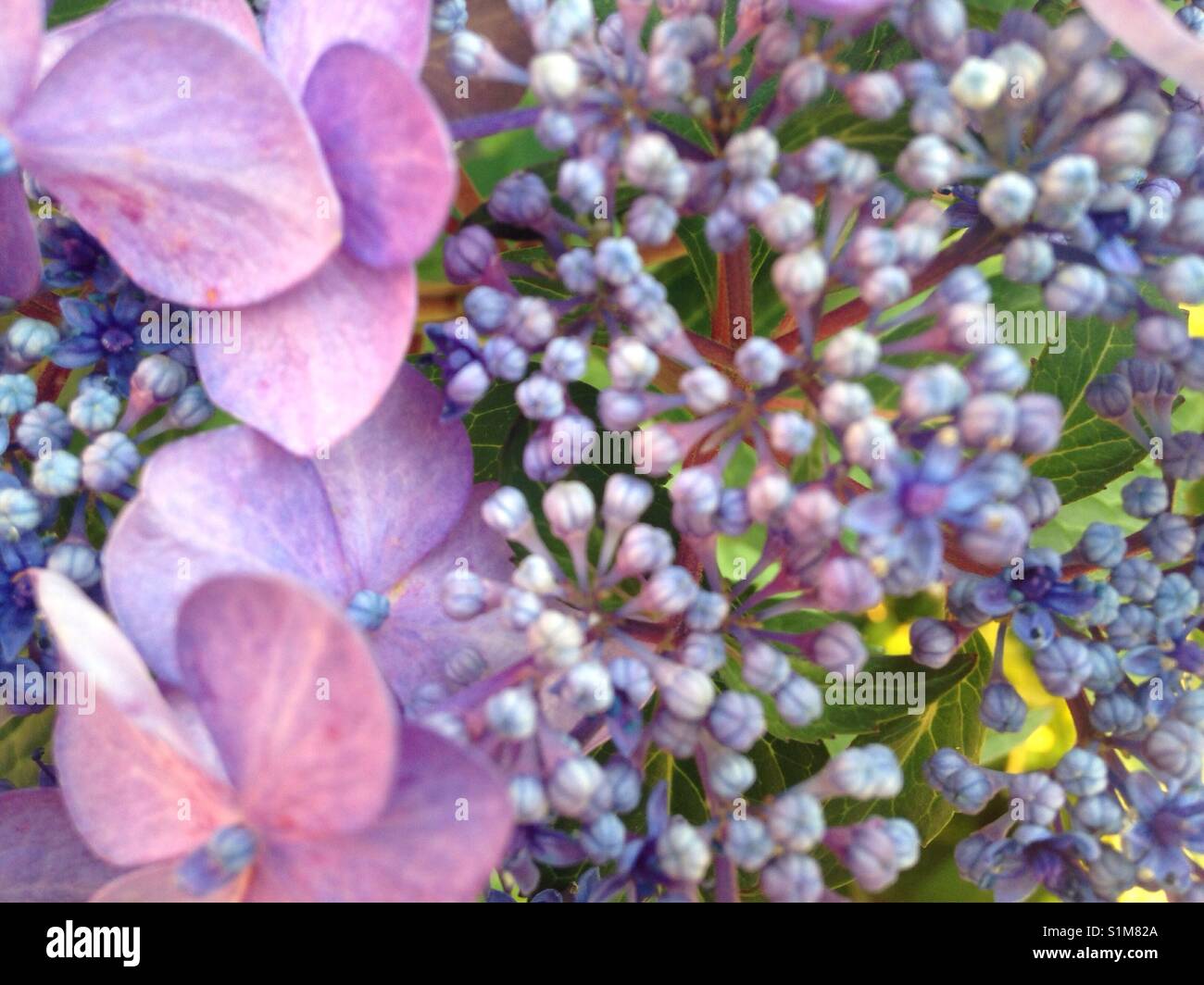 Lavender- hydrangeas in lavender and more Stock Photo - Alamy