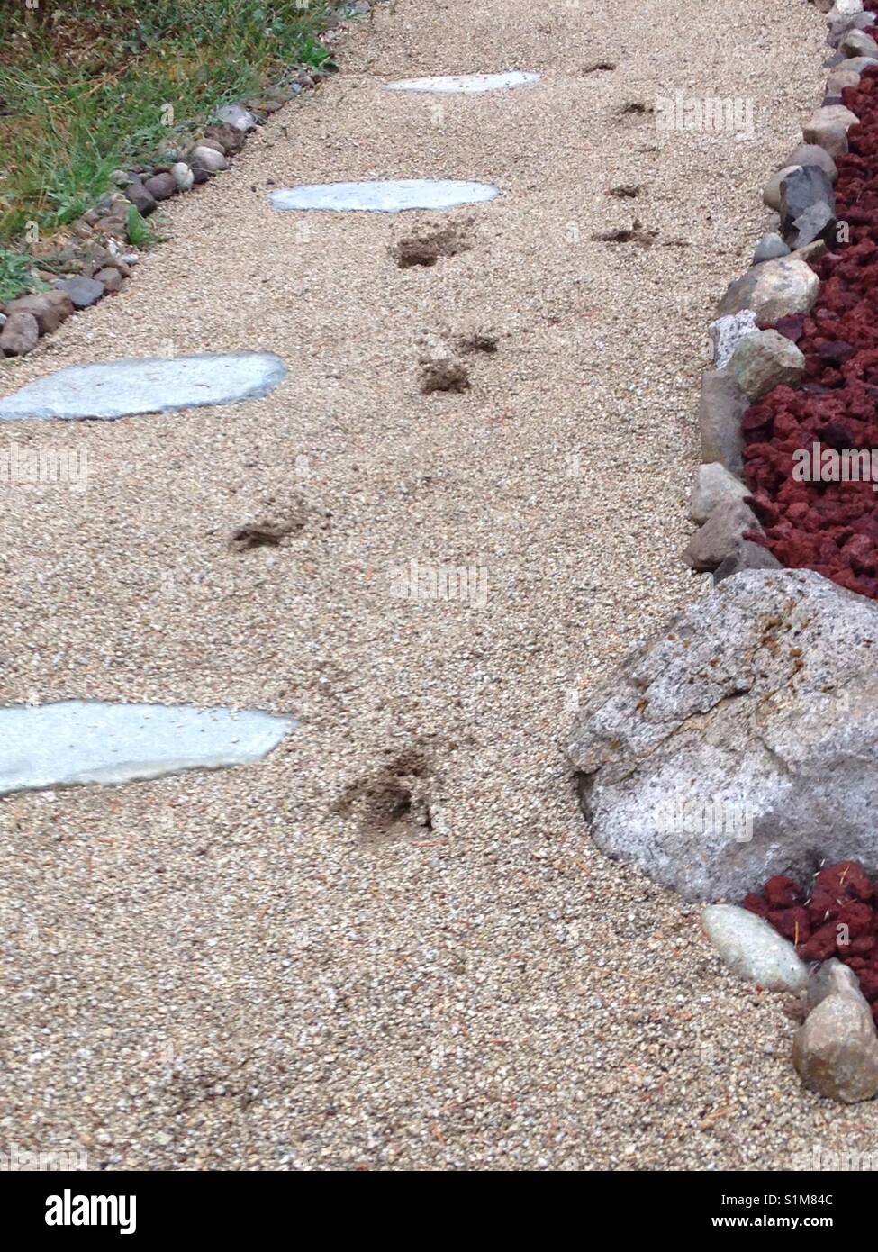 Animal path hi-res stock photography and images - Alamy