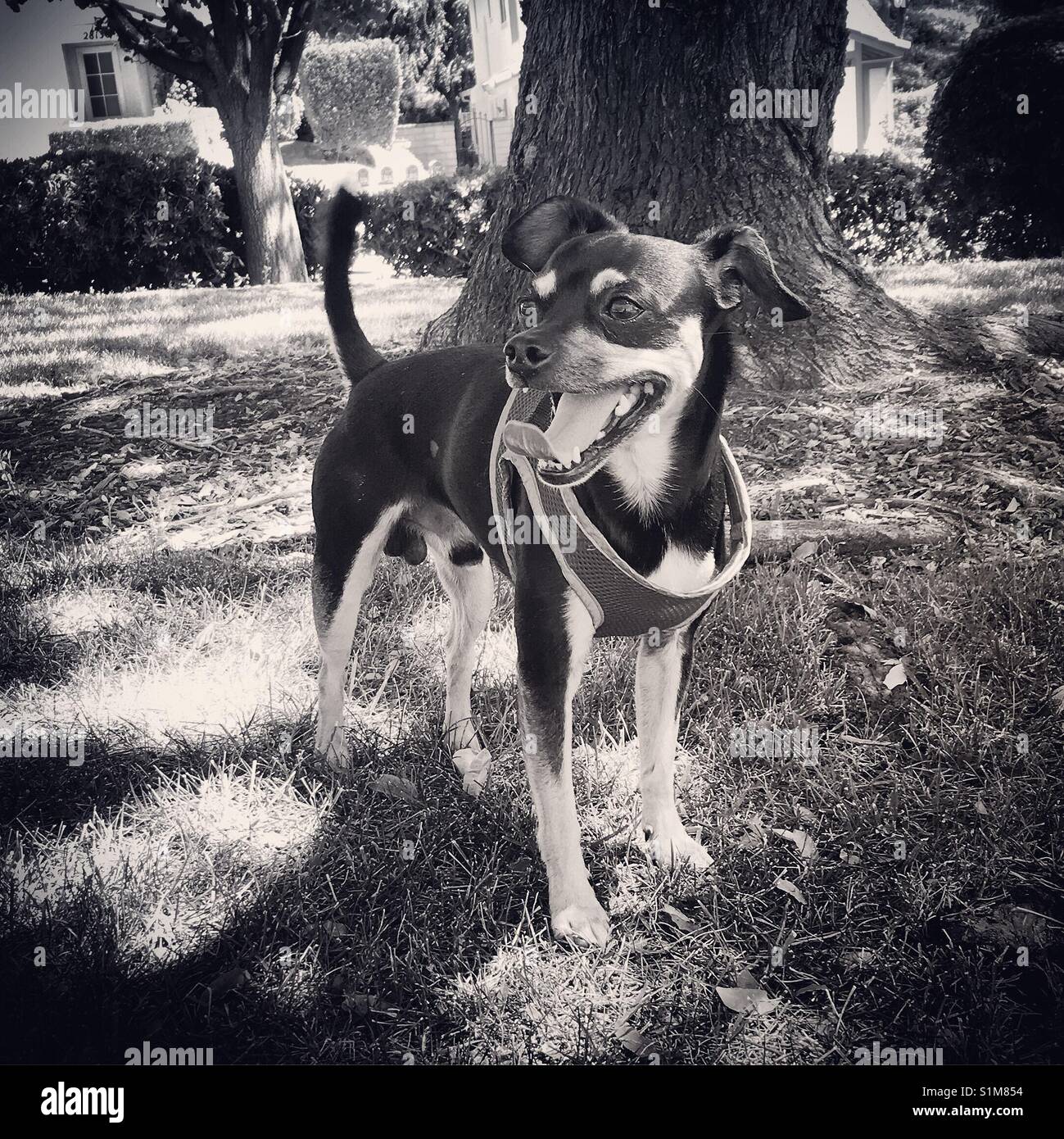 Happy rescue dog hi-res stock photography and images - Alamy