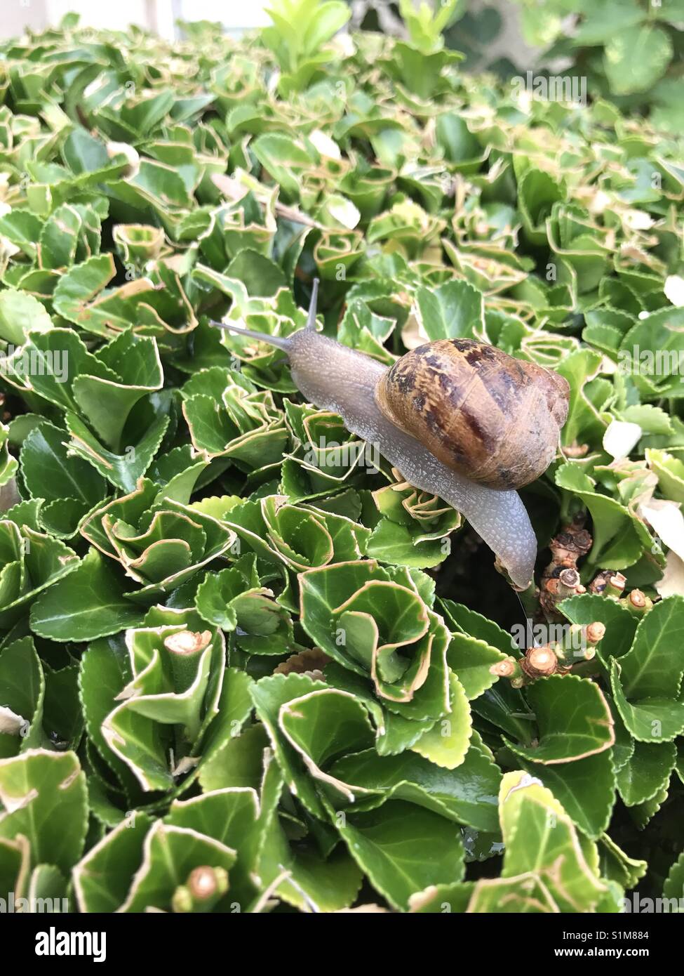 Bush snail hi-res stock photography and images - Alamy