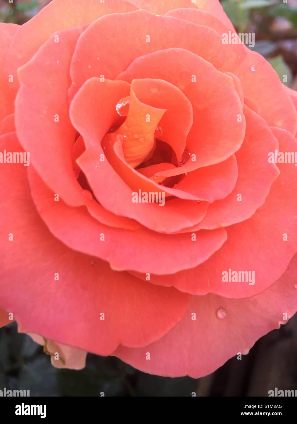 Standard roses hi-res stock photography and images - Alamy