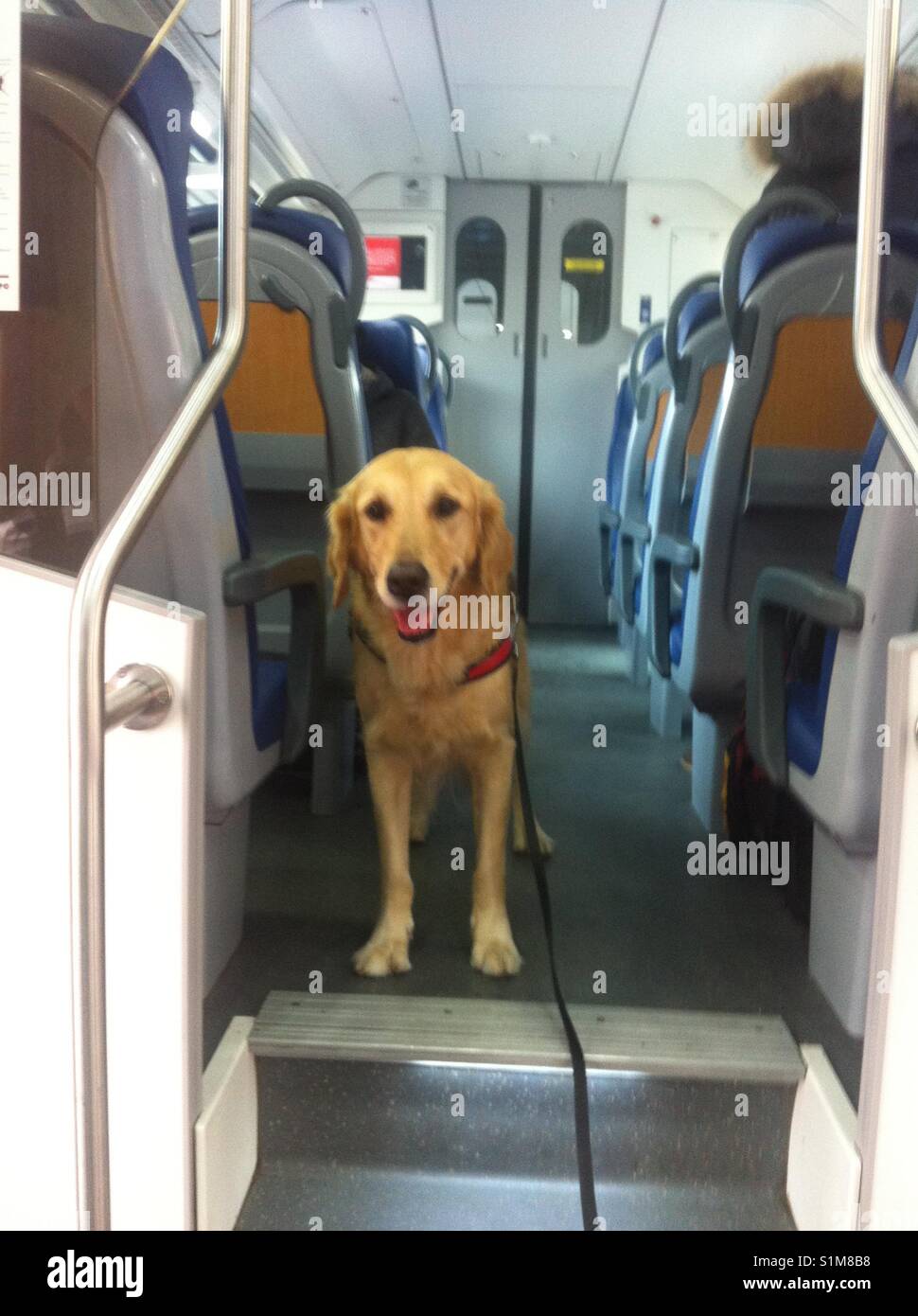 Train the dog hi-res stock photography and images - Alamy