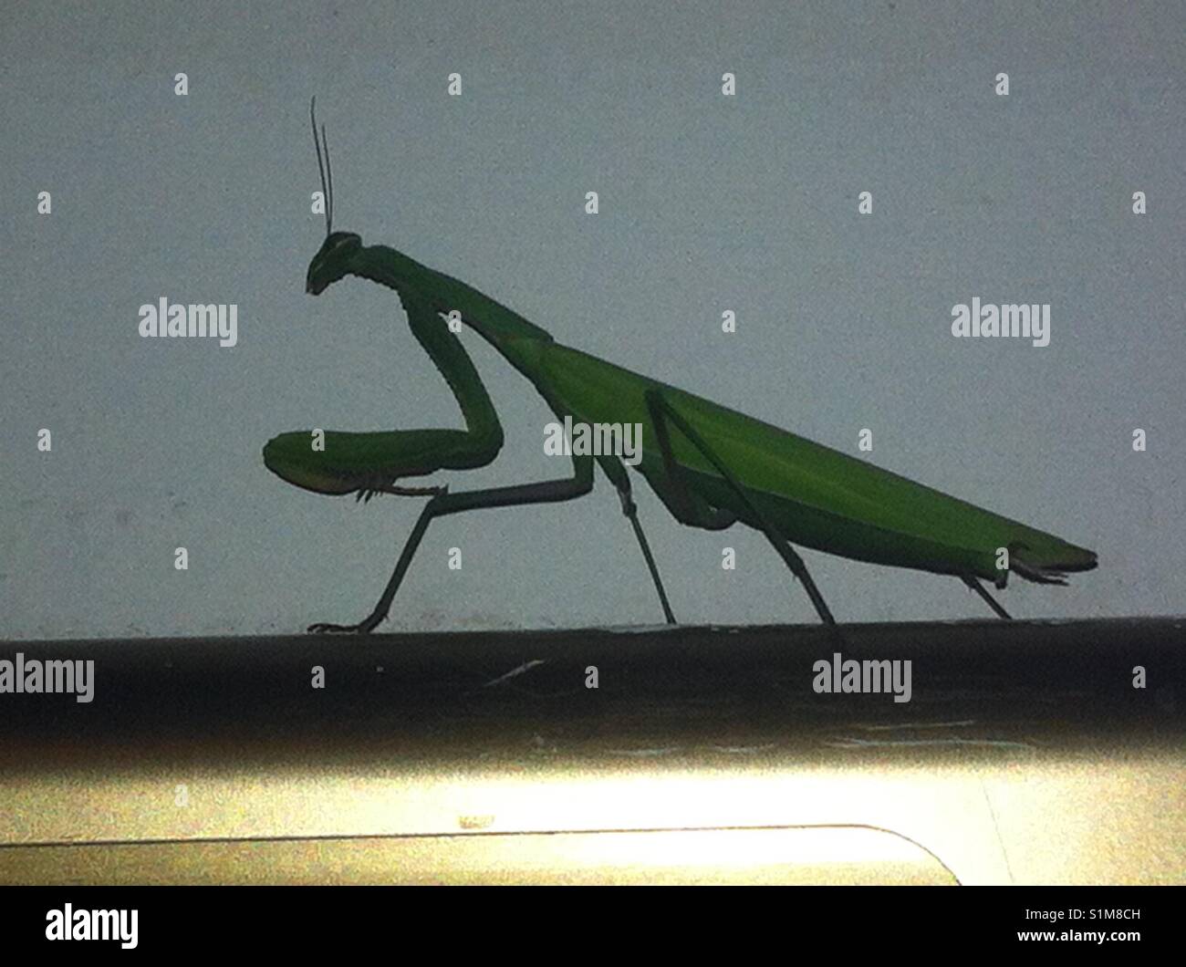 Praying mantis profile Stock Photo - Alamy