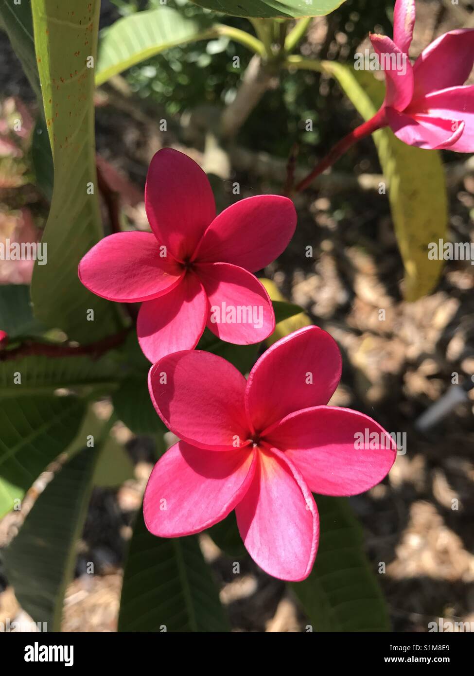 Red Frangipani Stock Photos & Red Frangipani Stock Images - Alamy