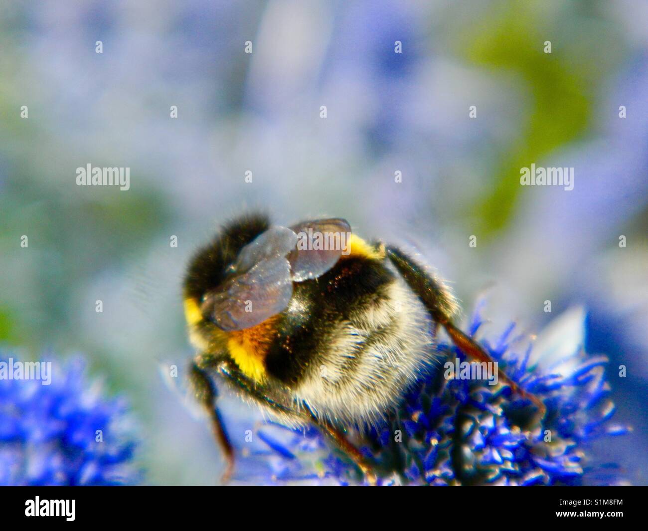 Pollination by an insect hi-res stock photography and images - Alamy