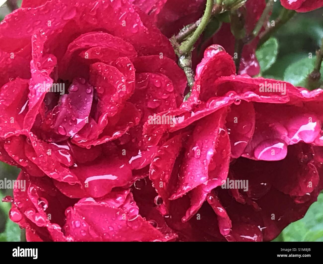 Rainy Flower High Resolution Stock Photography and Images - Alamy